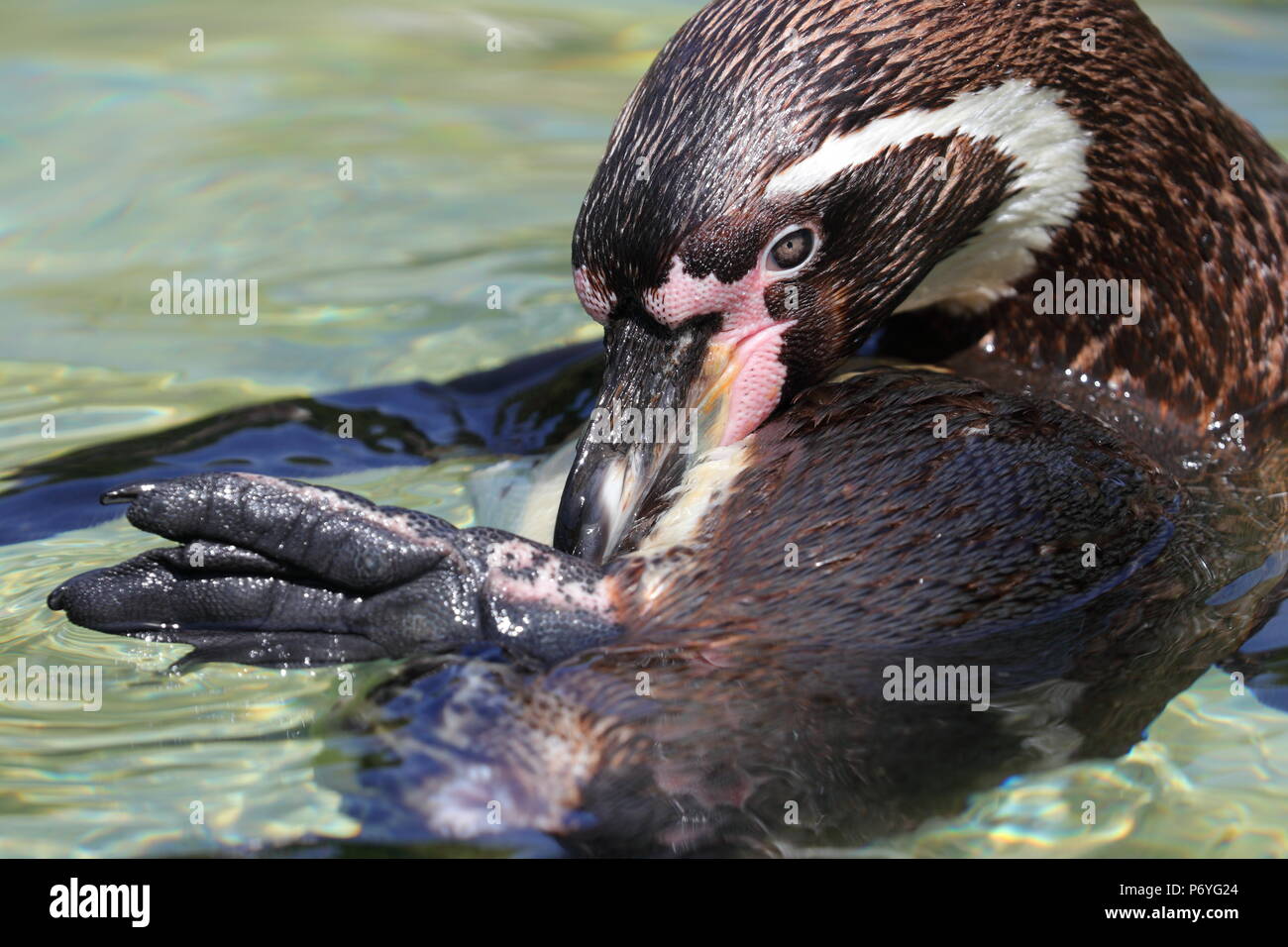 Humboldt's Penguin at Paradise Park in Hayle , Cornwall Stock Photo - Alamy