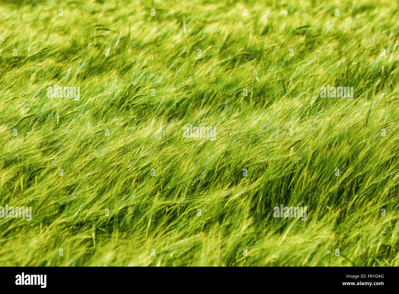Wheat blowing in the wind hi-res stock photography and images - Alamy