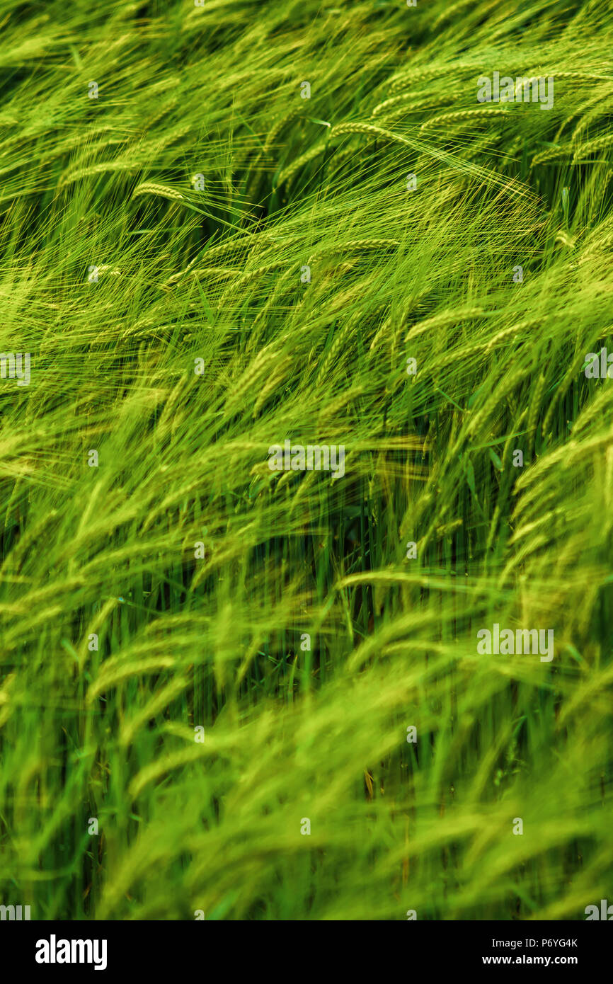 Wheat blowing in the wind hi-res stock photography and images - Alamy