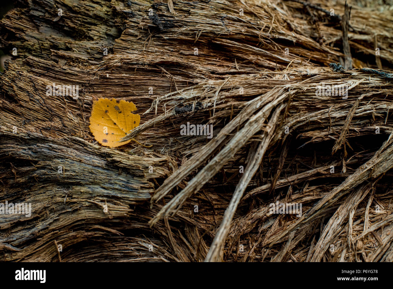 Little yellow leaf on dry tree trunk Stock Photo - Alamy