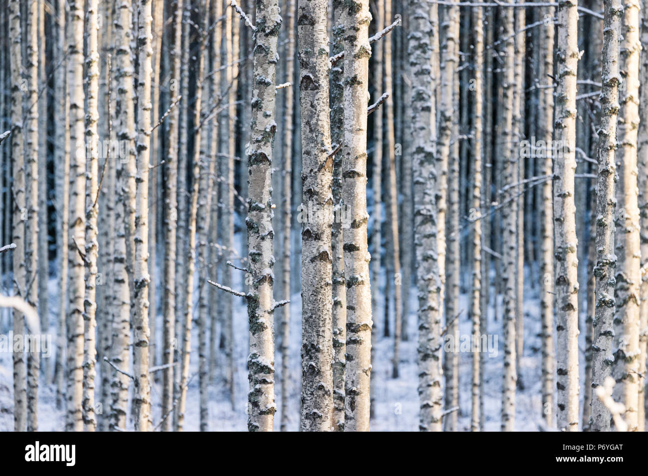 Dense snowy forest hi-res stock photography and images - Alamy