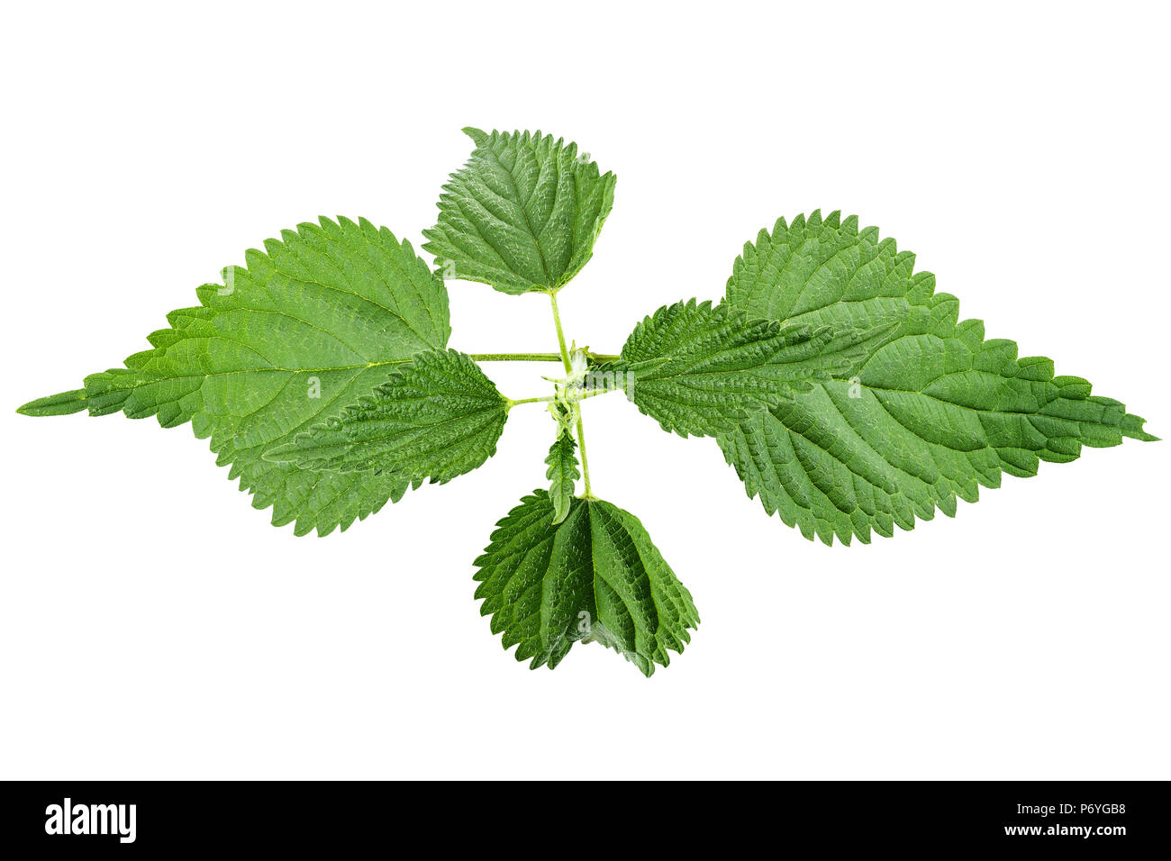 nettle leaf isolated on white background. the texture of the leaf is ...