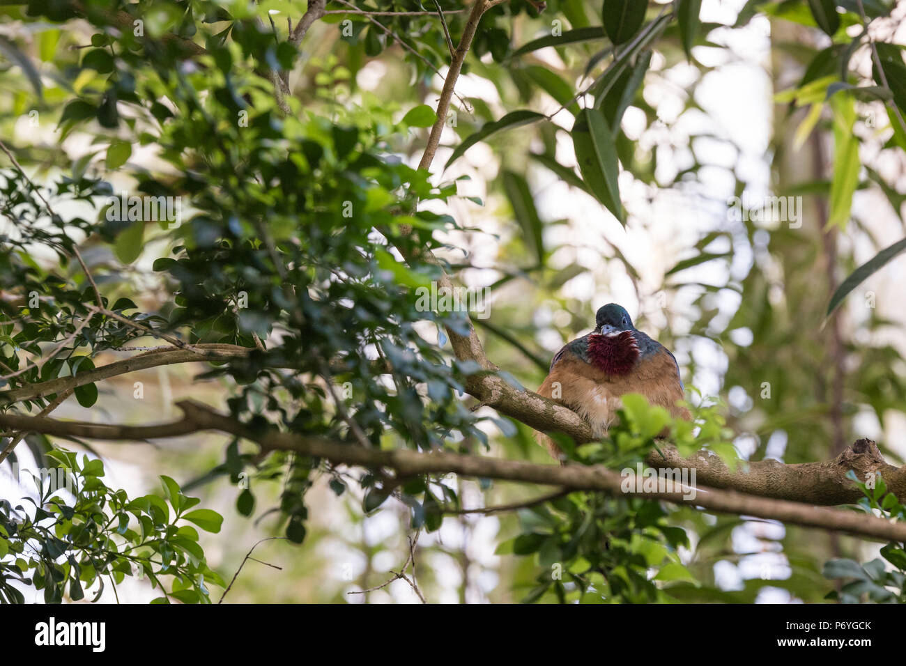 Resting little bird on leafy tree branch Stock Photo - Alamy