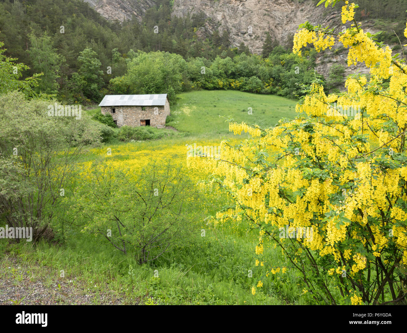 old stone barn on french countryside of provence and colorful yellow ...