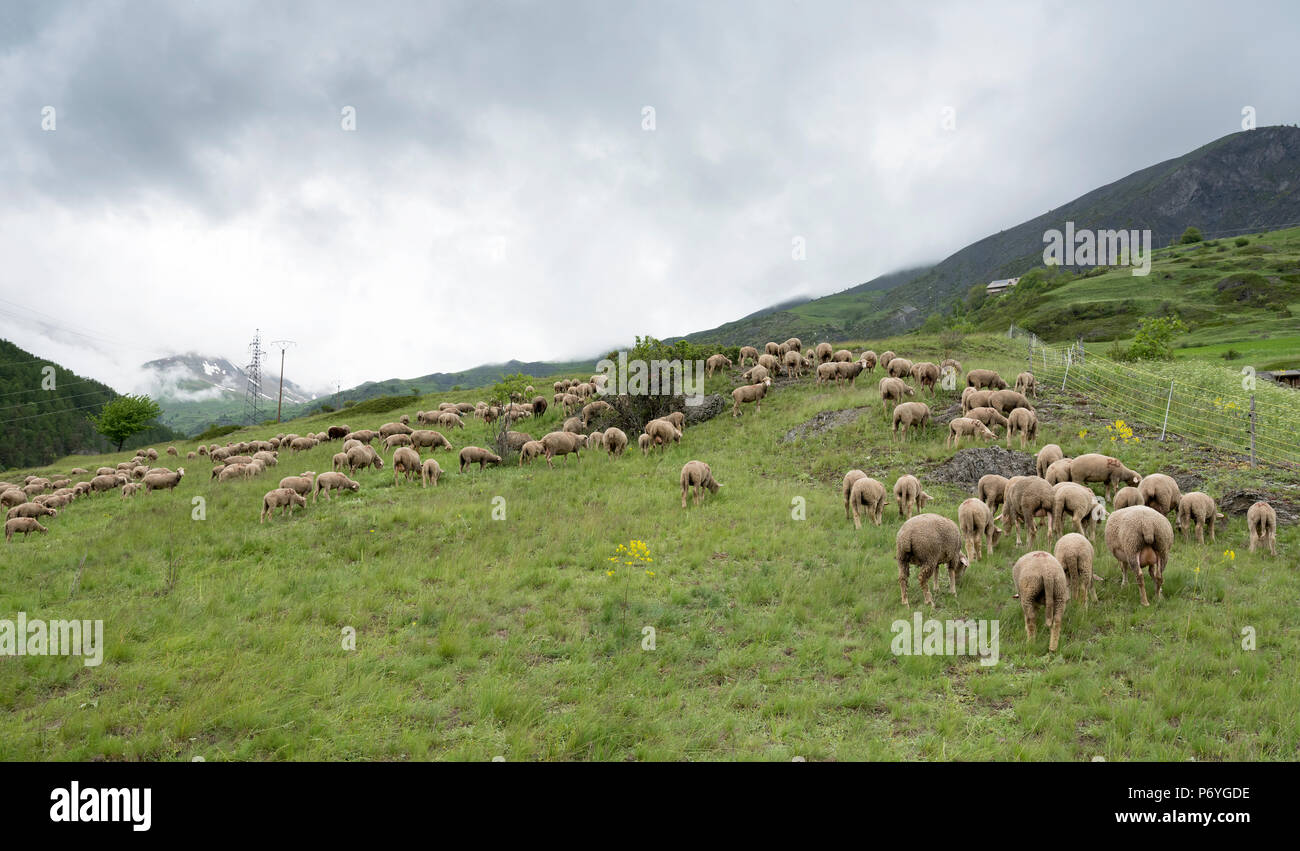Sheep in haute provence hi-res stock photography and images - Alamy