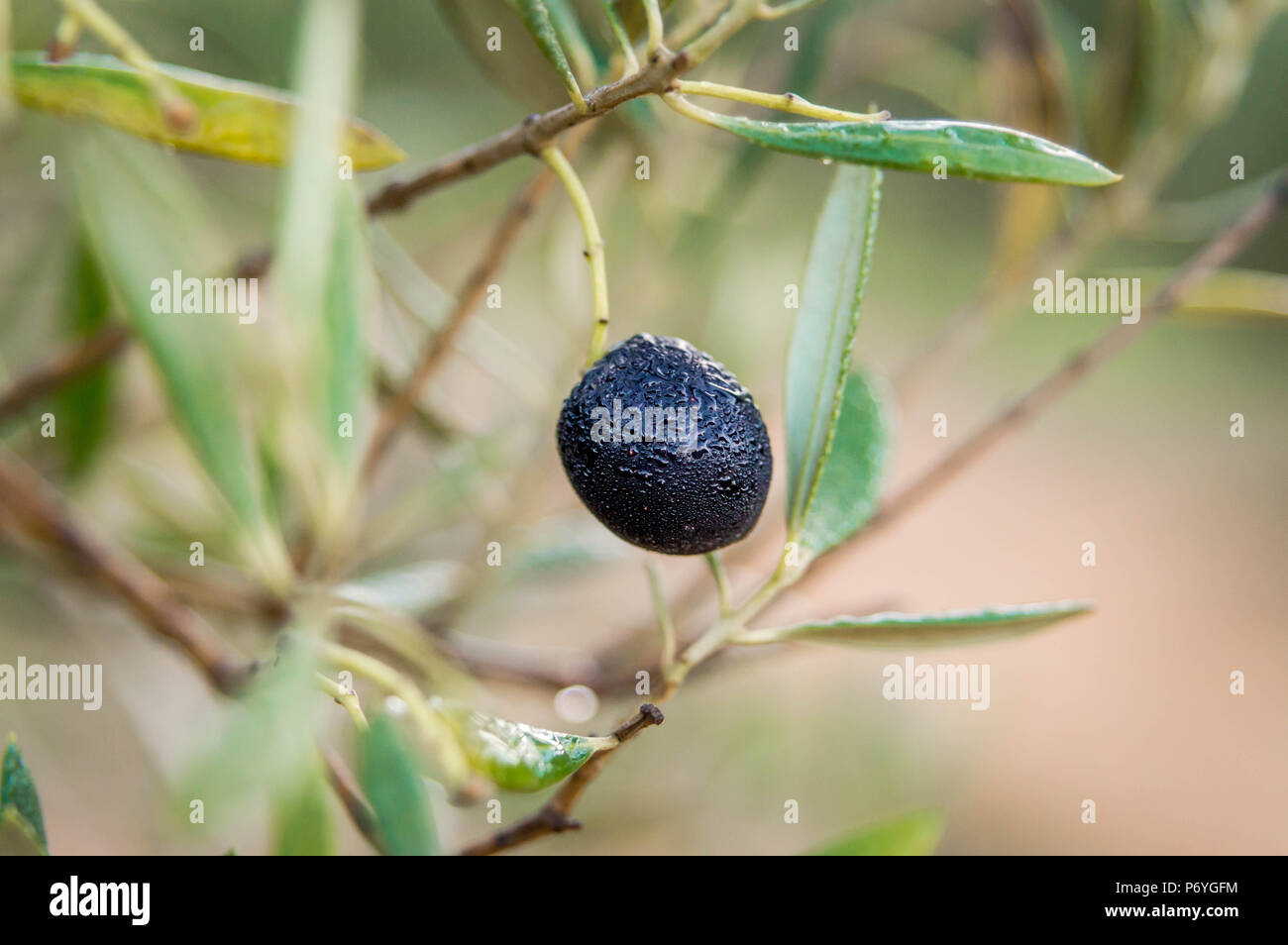 An olive hanging on the tree covered by the early morning dew Stock ...