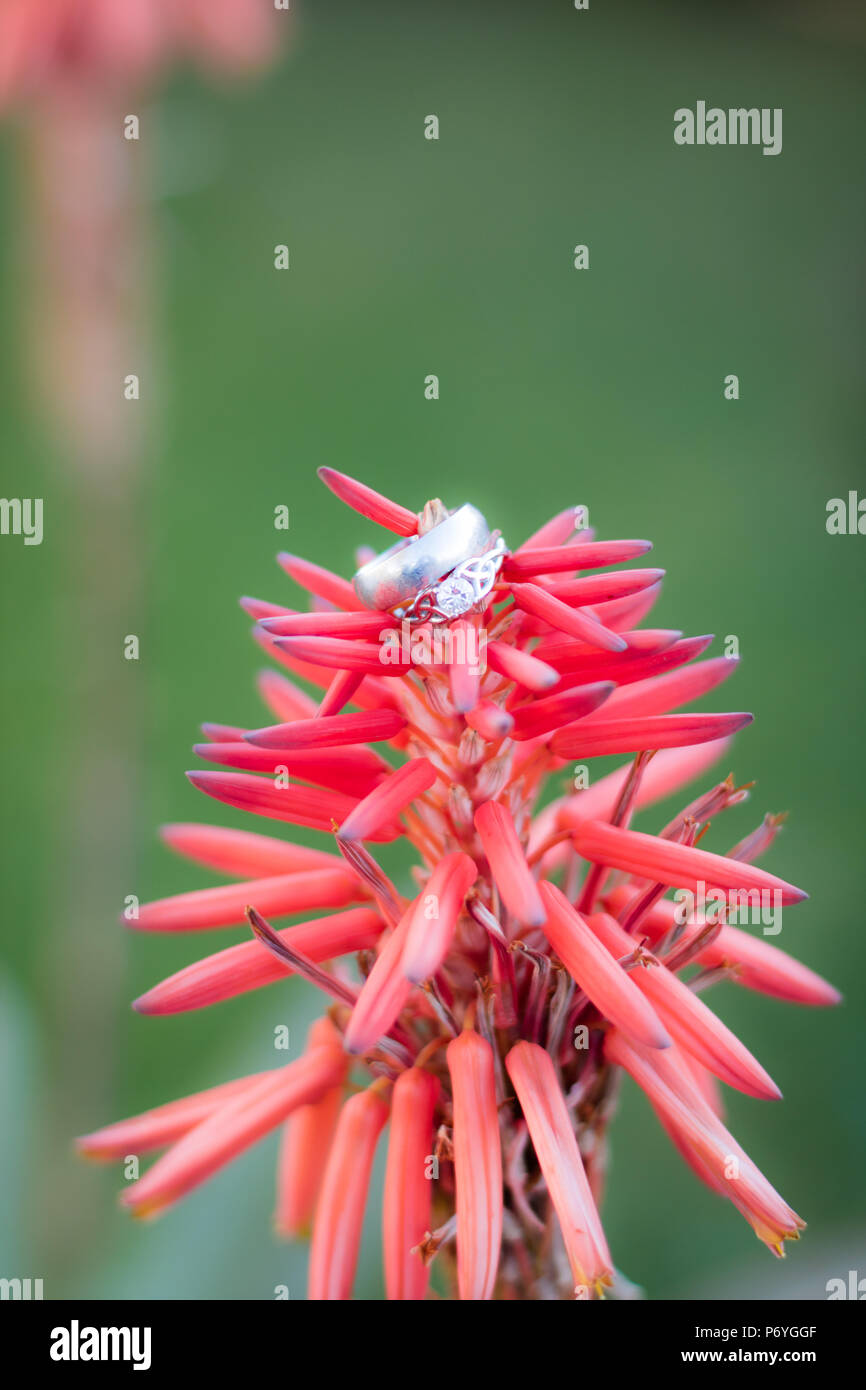 Bride and groom wedding rings displayed on a plant with a green ...