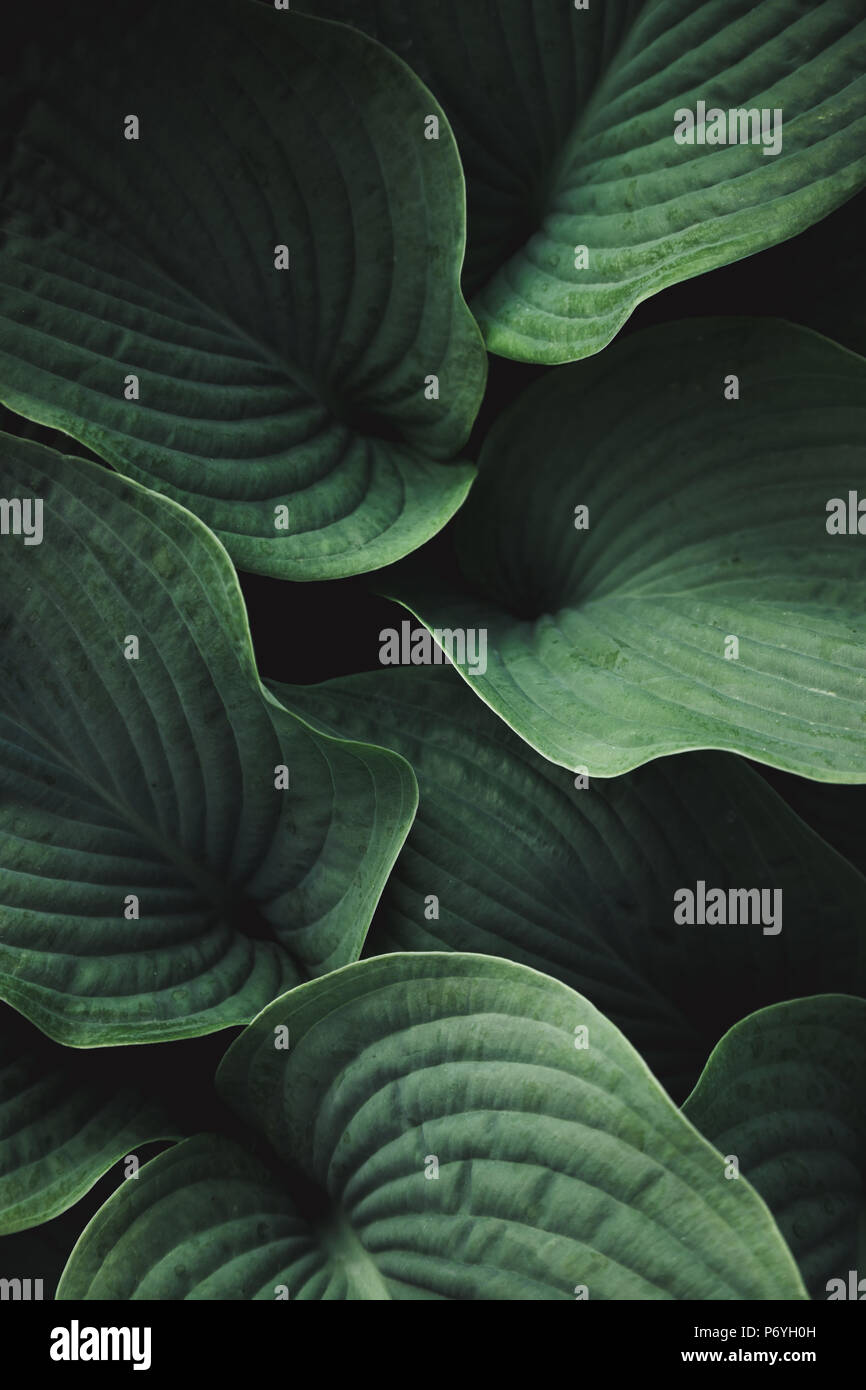 Asymmetrical leaves hi-res stock photography and images - Alamy