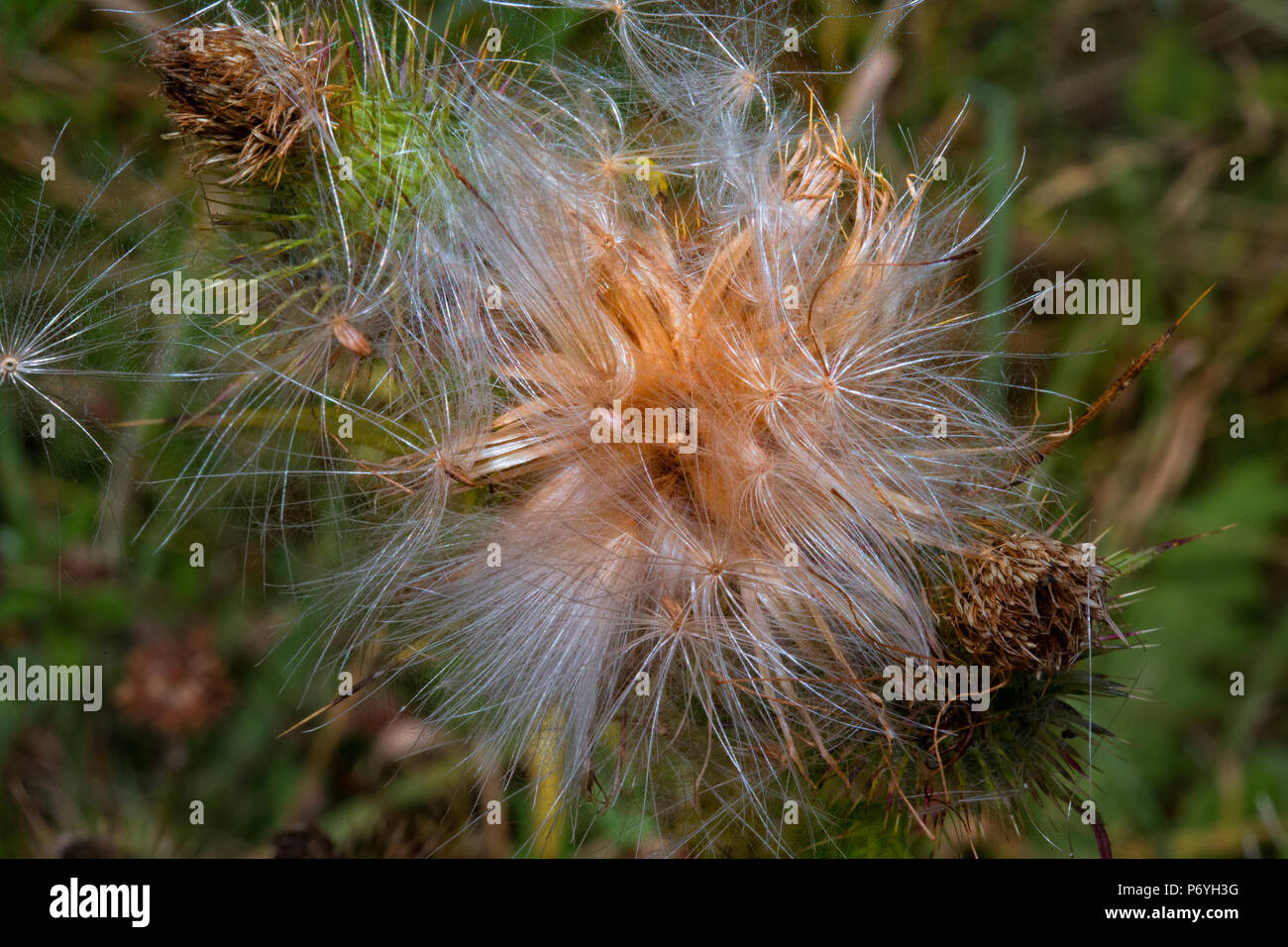 Spear Thistle, Cirsium Vulgare, German countryside Stock Photo - Alamy