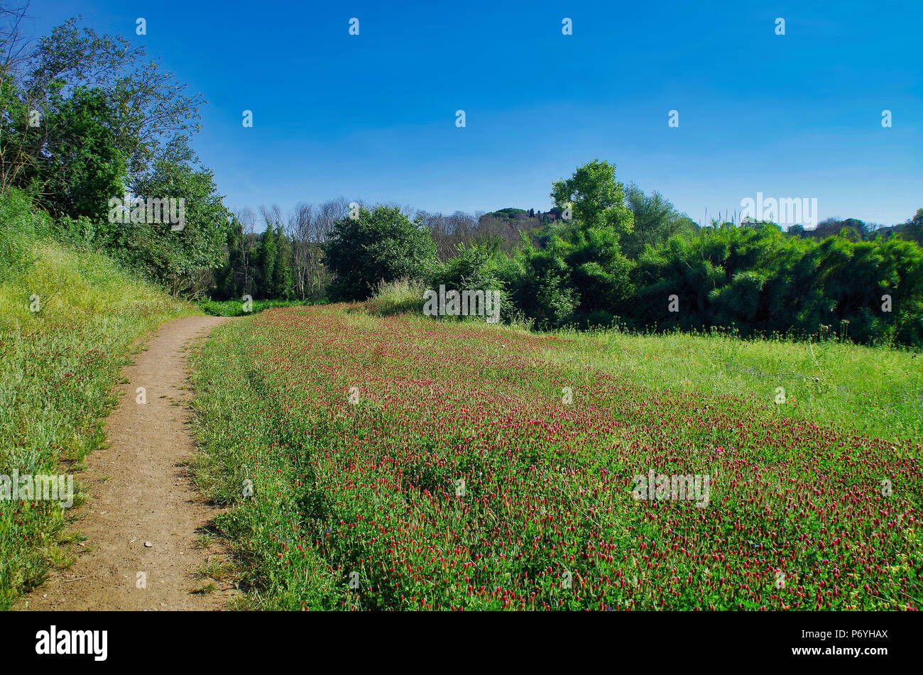 country landscape with field of red flowers Stock Photo - Alamy
