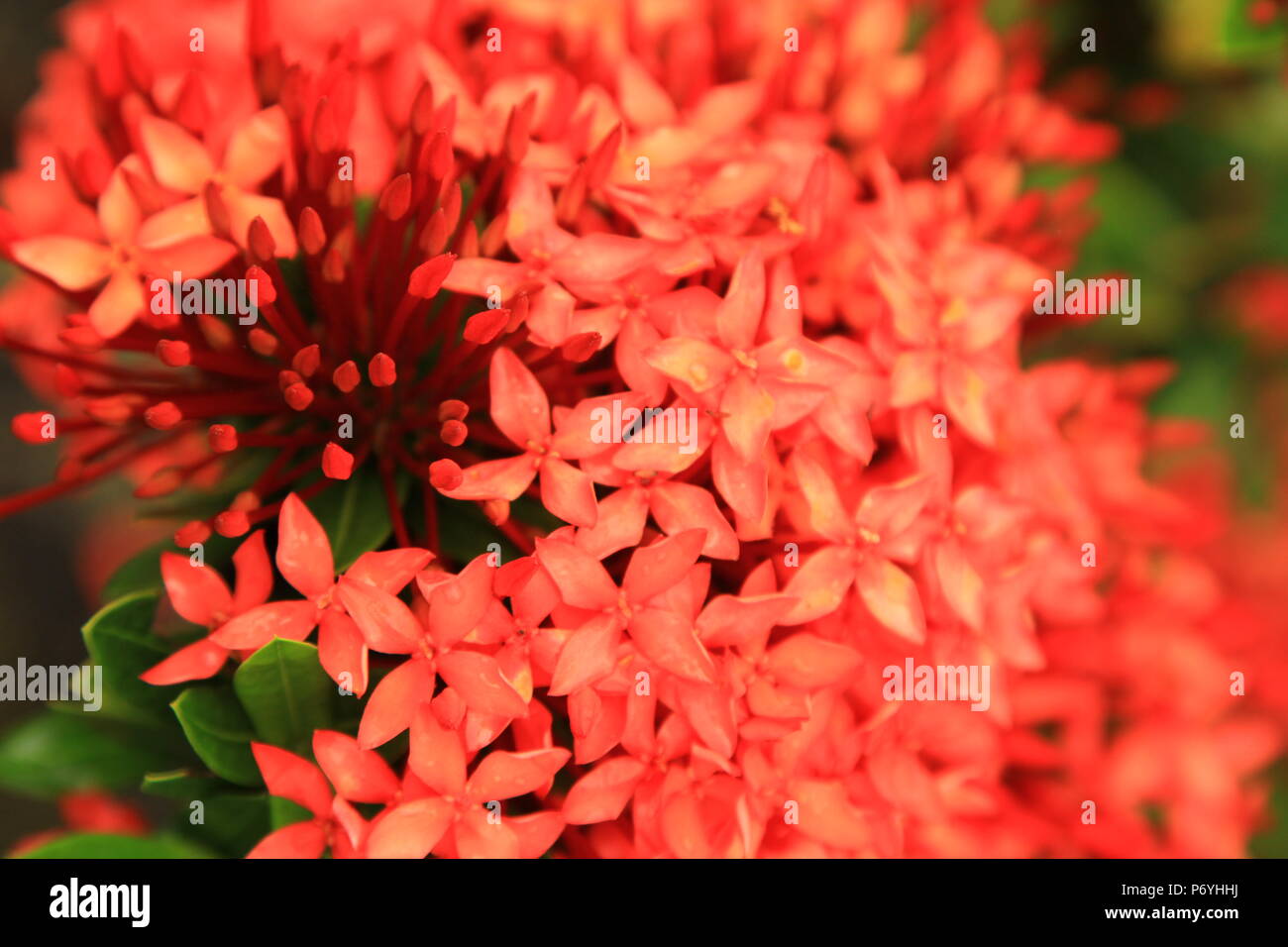 Ixora species hi-res stock photography and images - Alamy