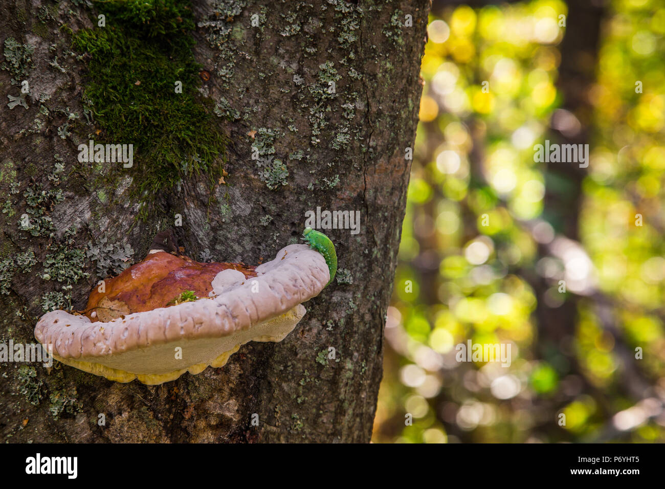 Caterpillar tree hi-res stock photography and images - Alamy