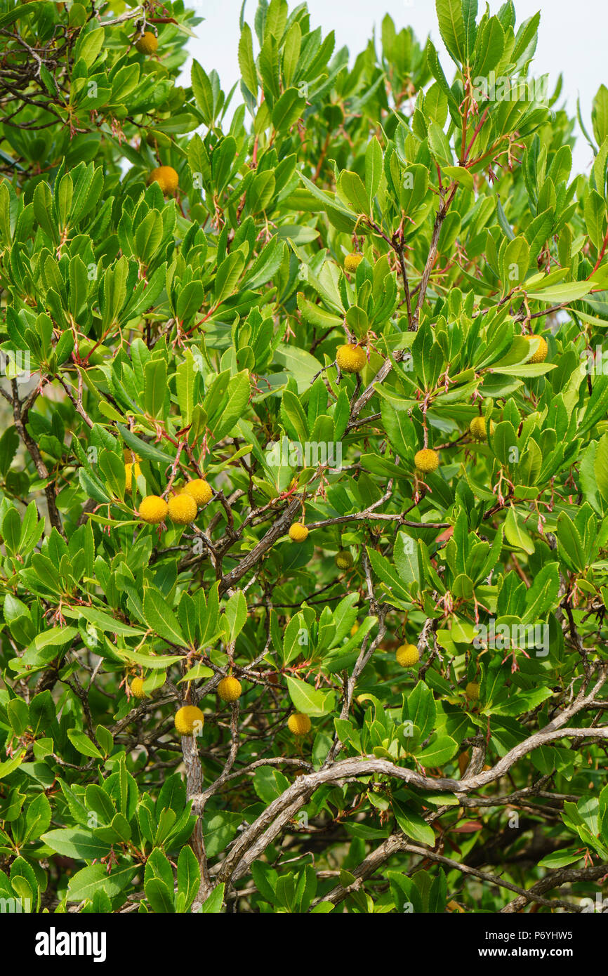 Cala salions hi-res stock photography and images - Alamy