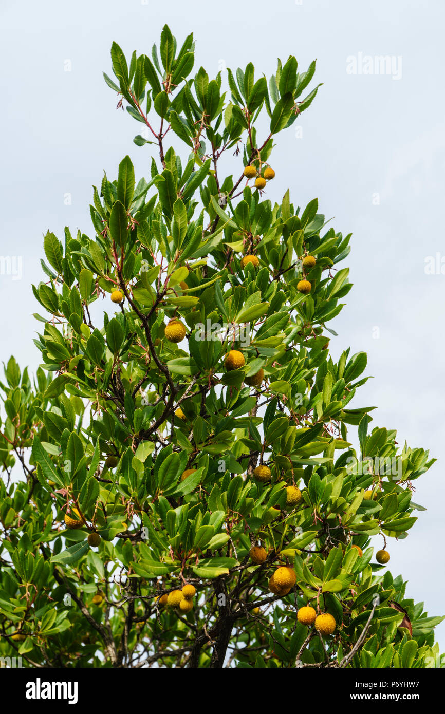 Cala salions hi-res stock photography and images - Alamy