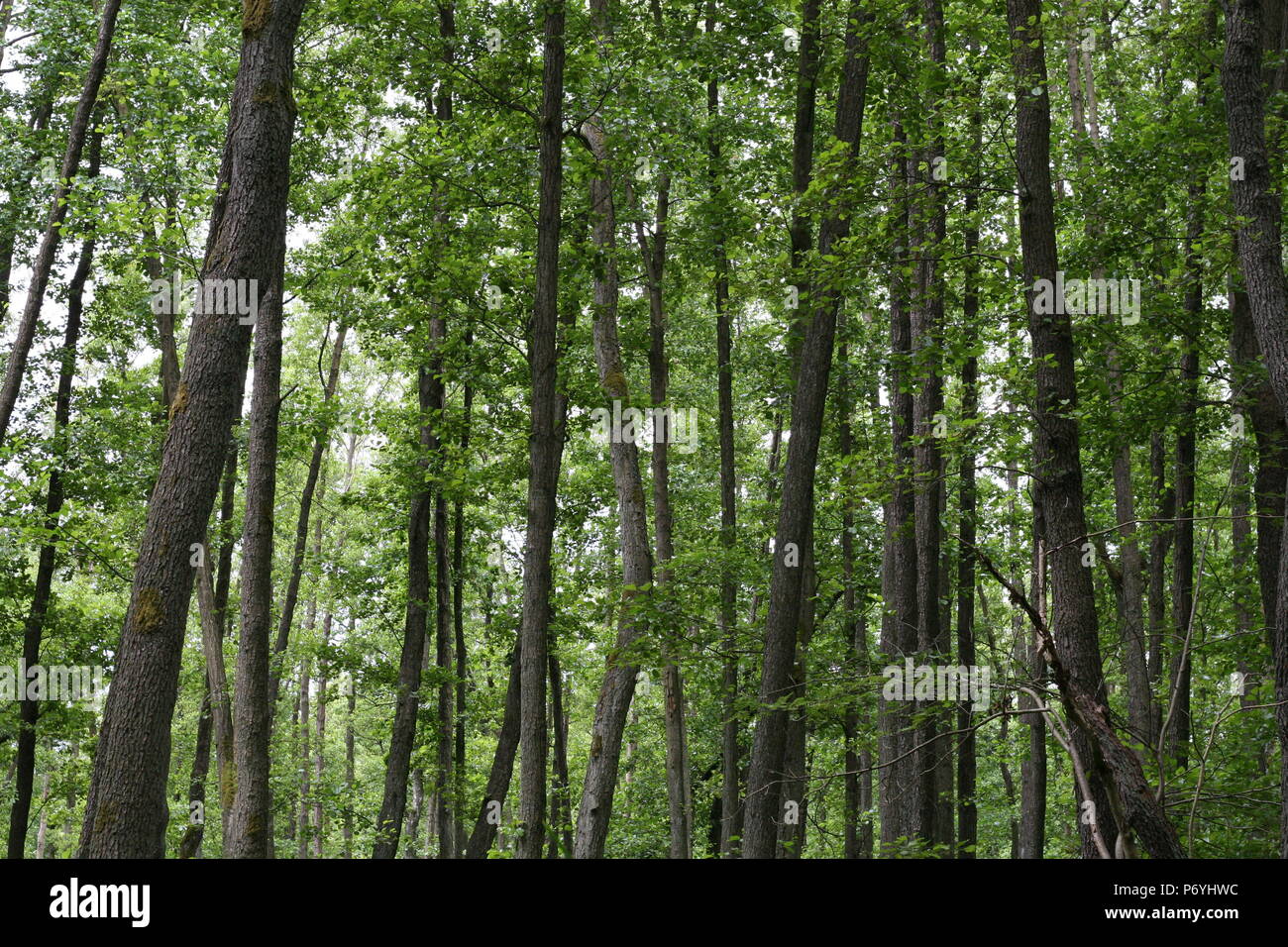 Alder woods hi-res stock photography and images - Alamy
