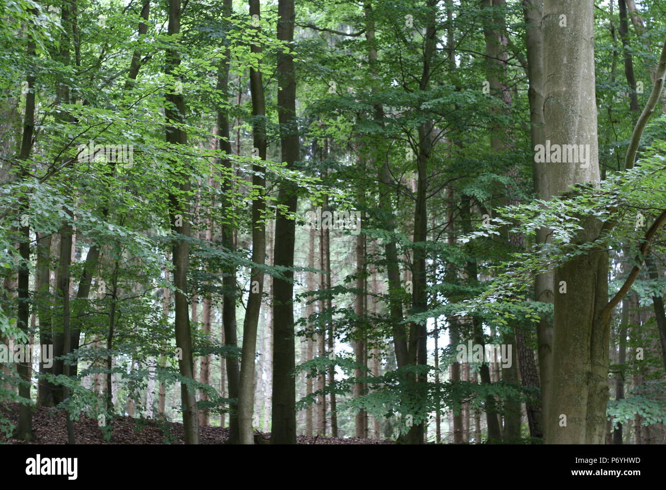 Woods alder tree hi-res stock photography and images - Alamy