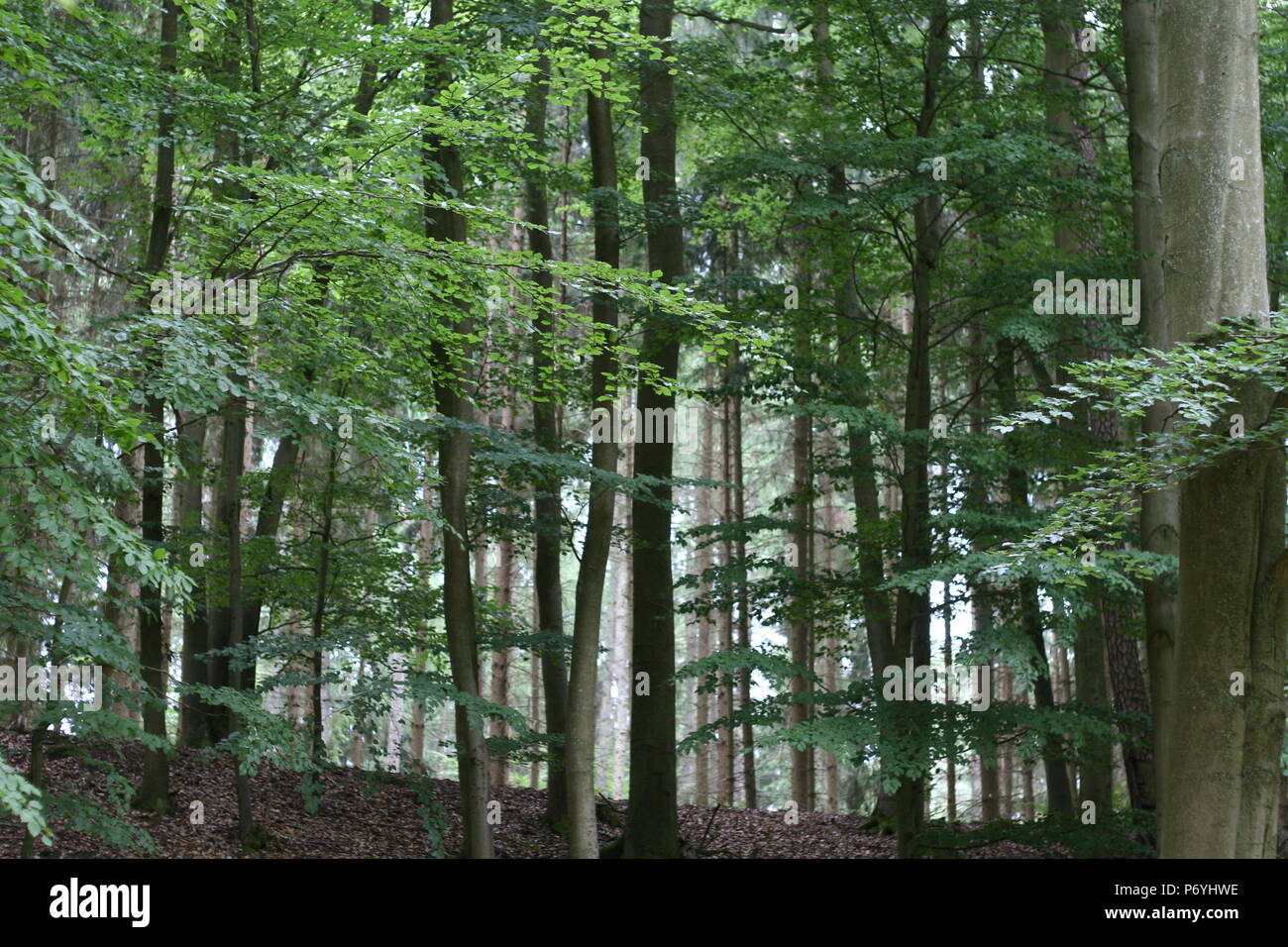 Alder woods hi-res stock photography and images - Alamy