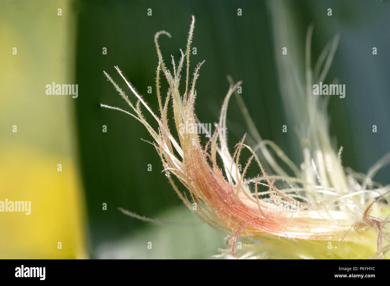 Detailed stamen hi-res stock photography and images - Alamy