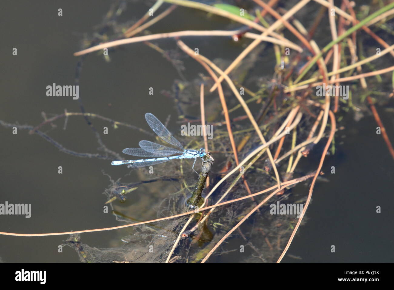 Damselfly life cycle hi-res stock photography and images - Alamy