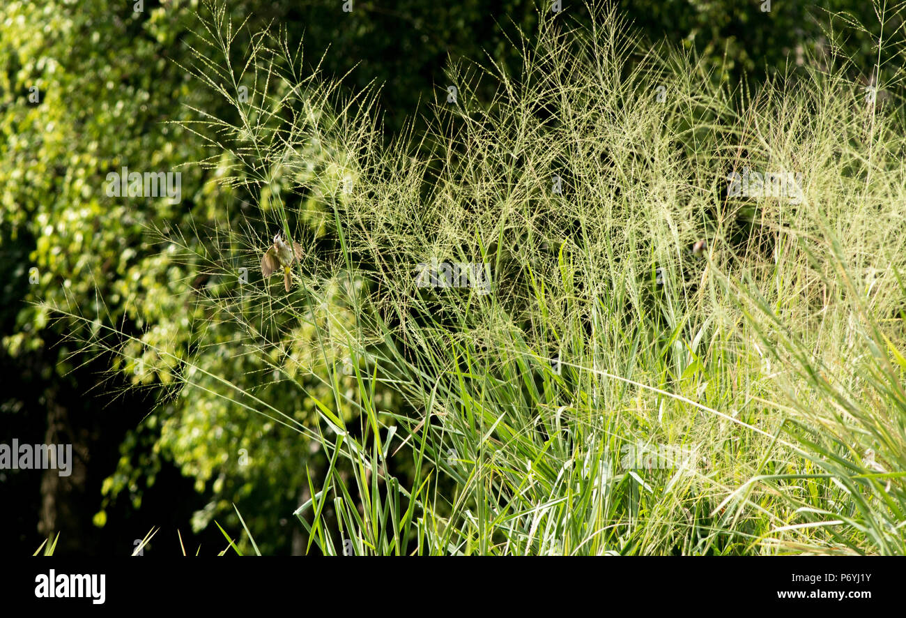 Yellow-vented bulbul plucking a grass for its nest Stock Photo - Alamy