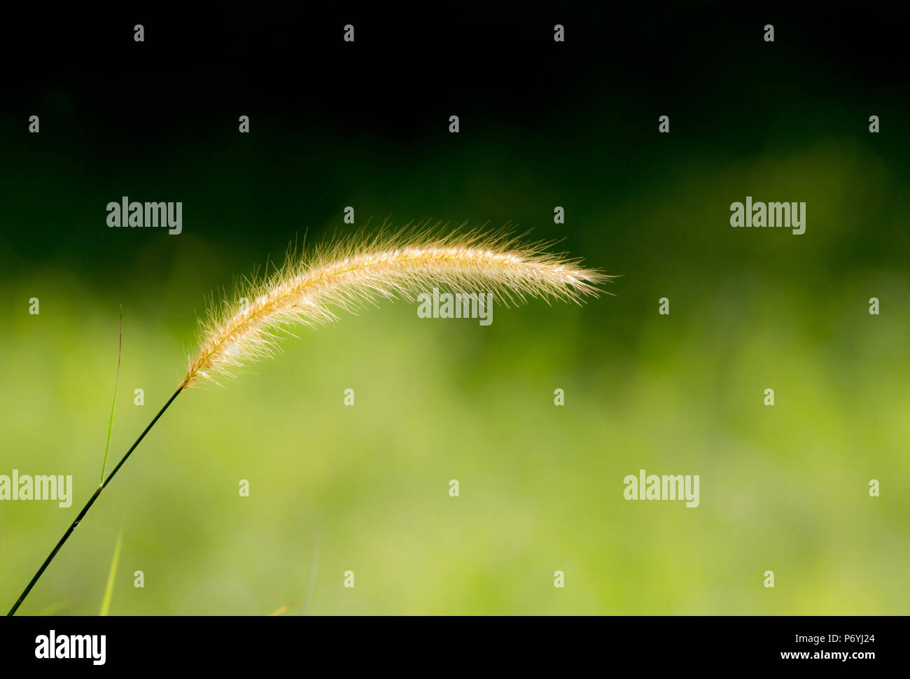 Lalang hi-res stock photography and images - Alamy