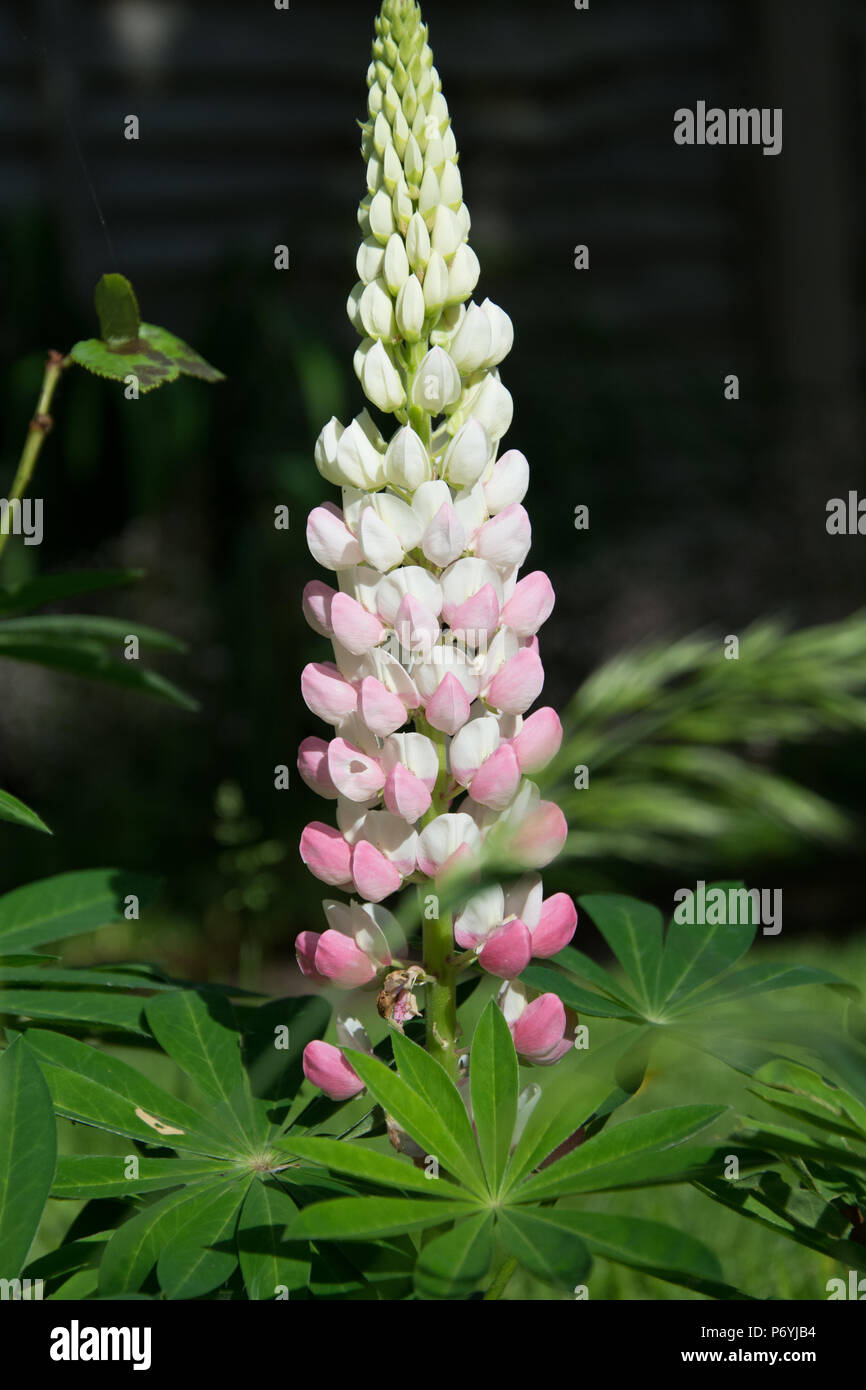 White lupin hi-res stock photography and images - Alamy