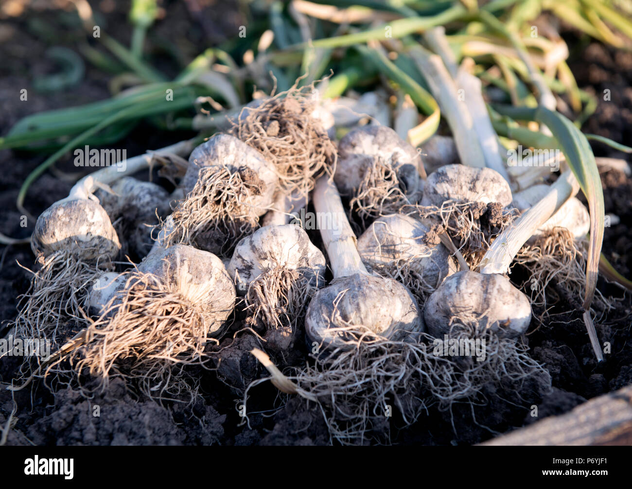Garlic bulbs gardening hi-res stock photography and images - Alamy