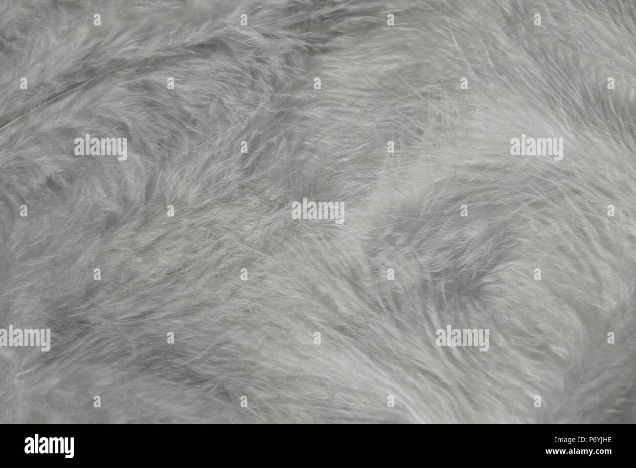 Plumage texture hi-res stock photography and images - Alamy