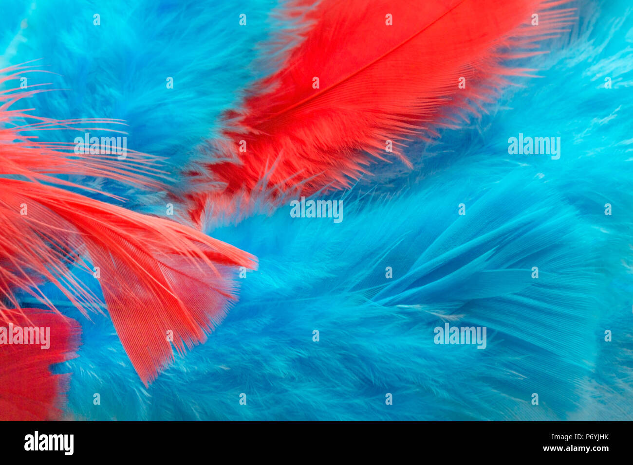 Bright red blue fluffy plumage texture background. Lot of vivid gentle ...