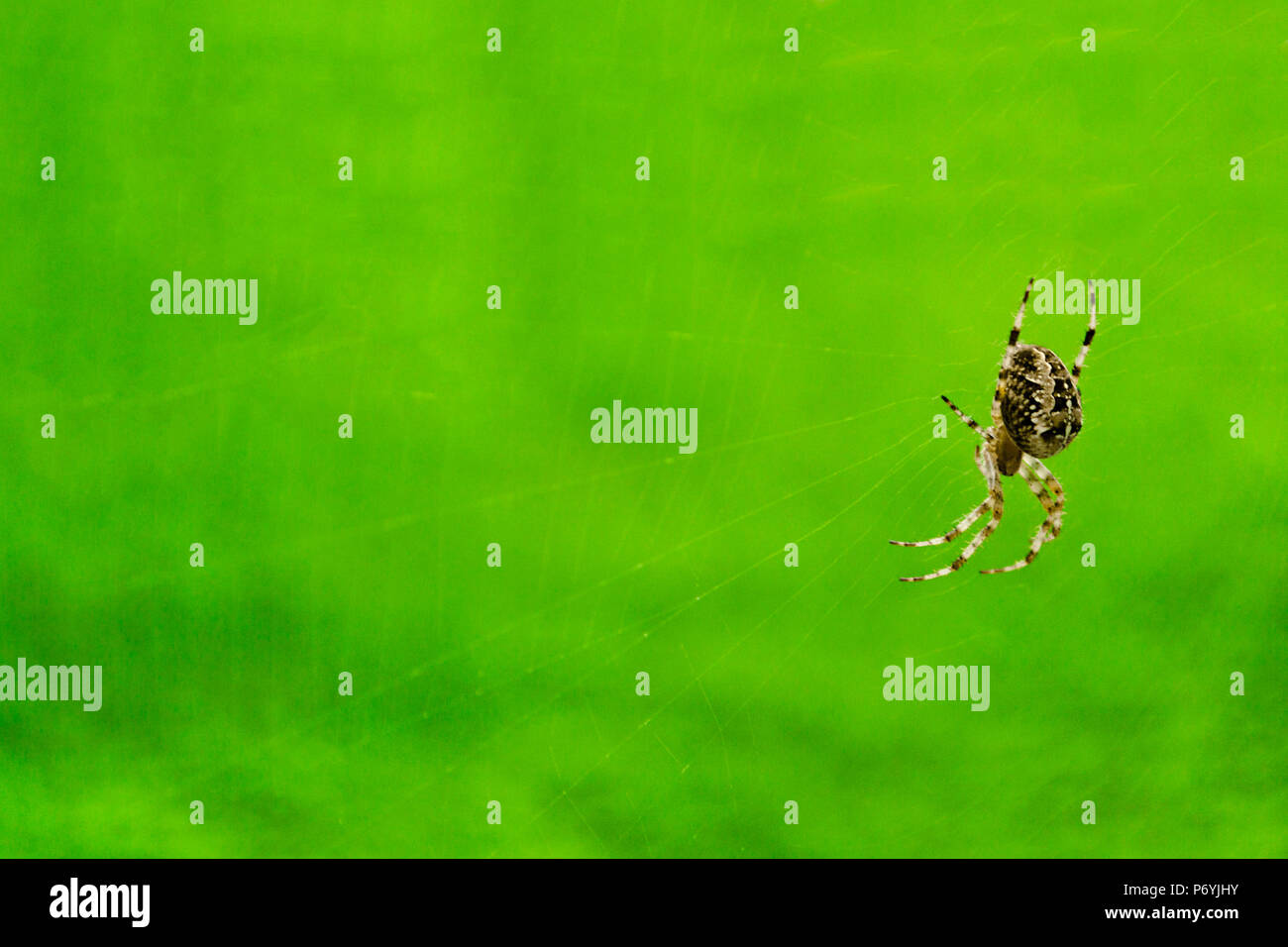 Cute small cross spider on thin web corner alone. Bright green shiny ...