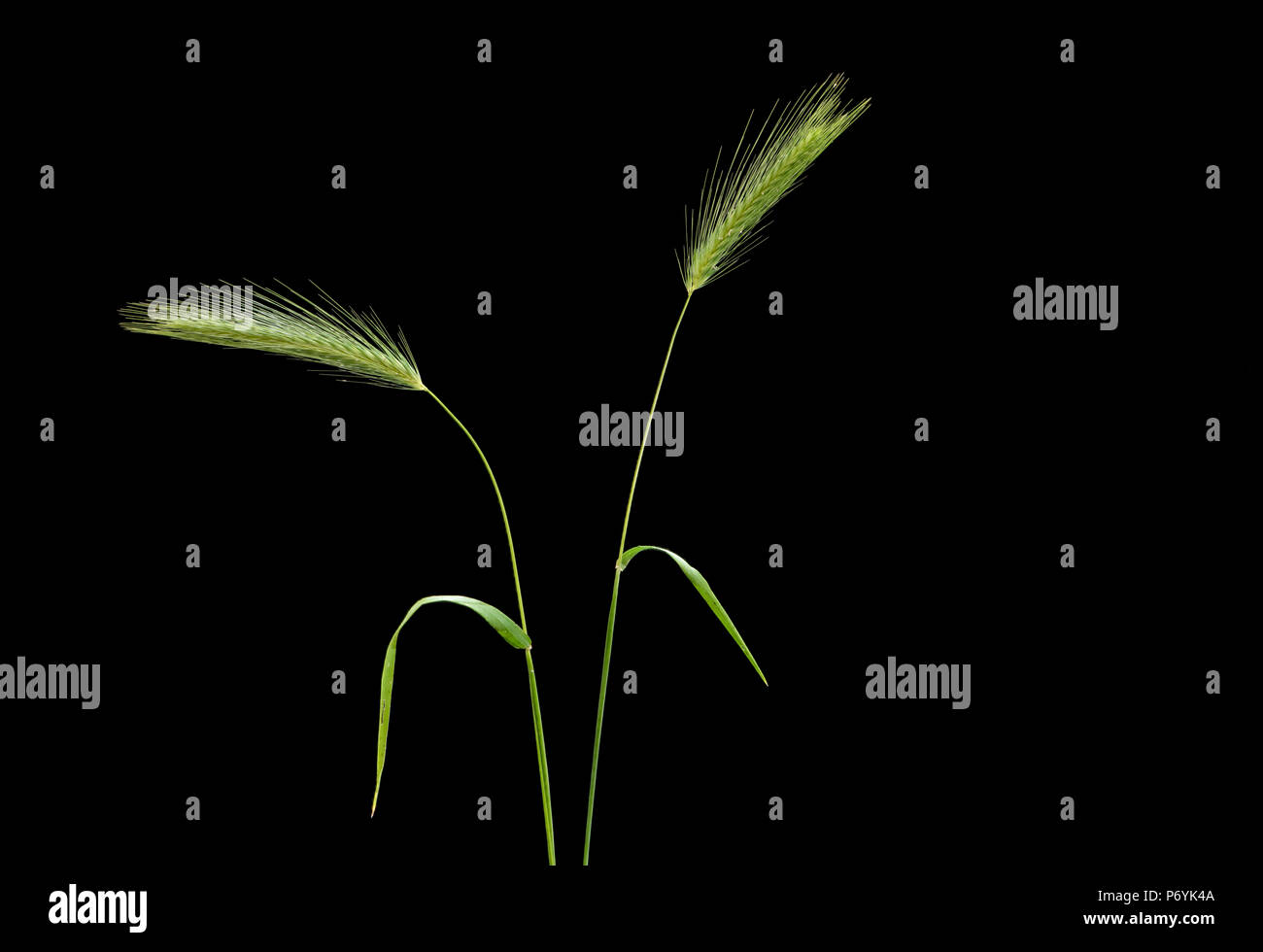 Foxtail grass hi-res stock photography and images - Alamy