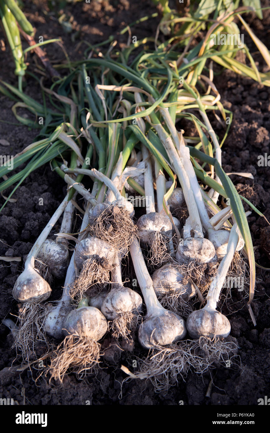 Garlic bulbs gardening hi-res stock photography and images - Alamy
