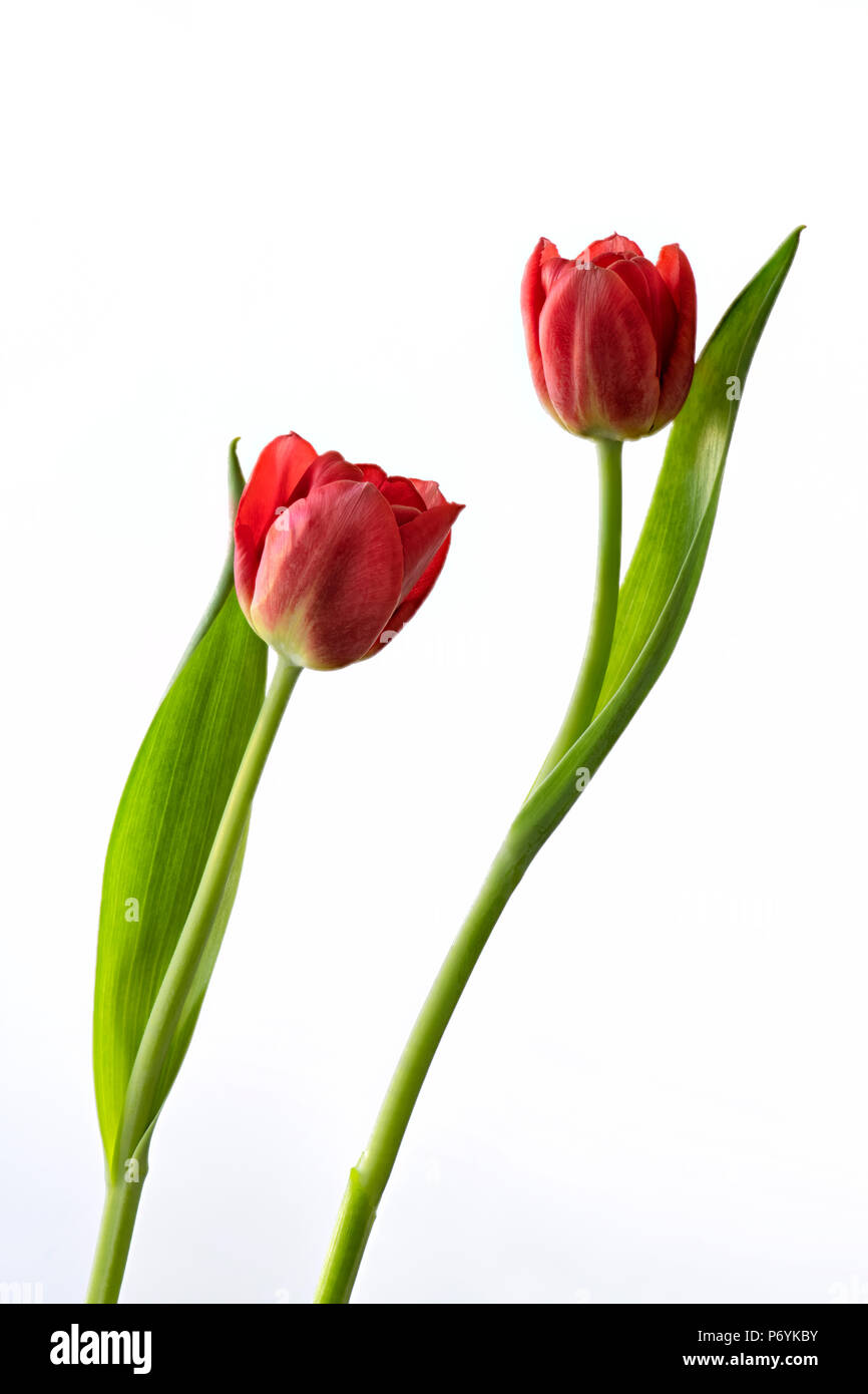 Two Red Tulips