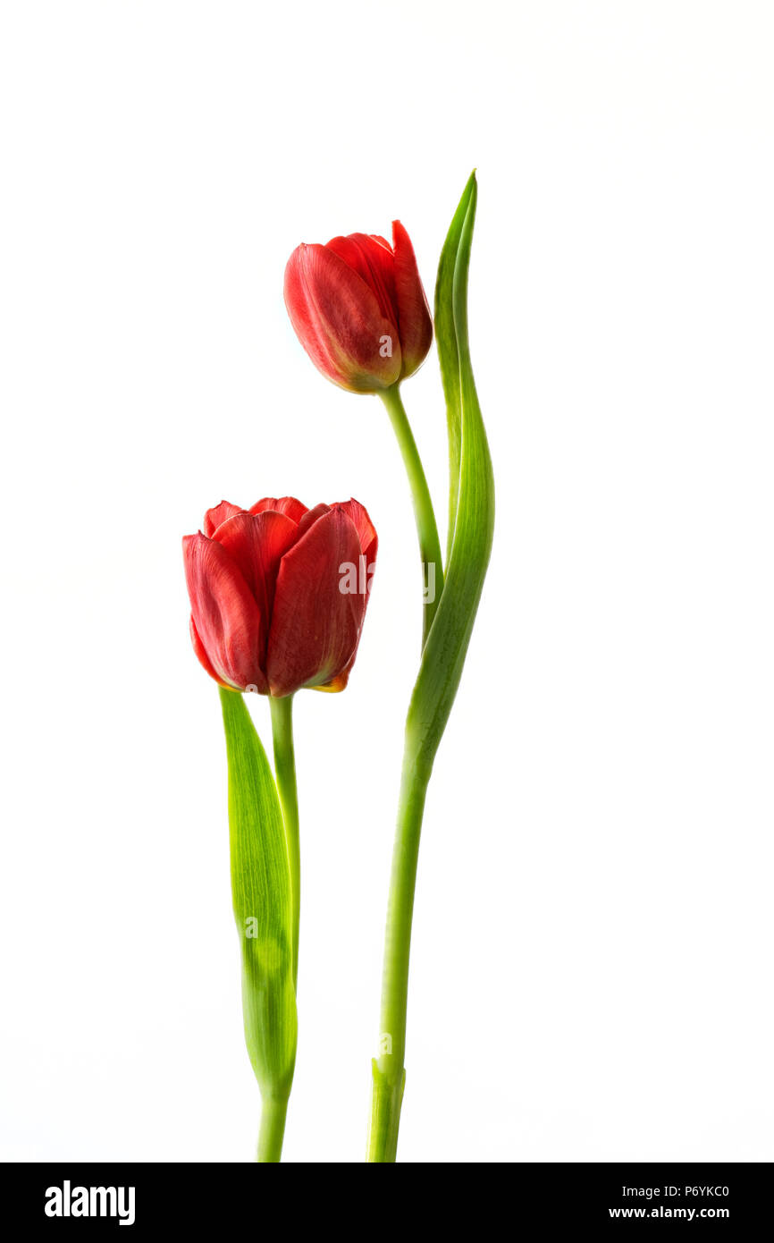 Two coloured tulips hi-res stock photography and images - Alamy
