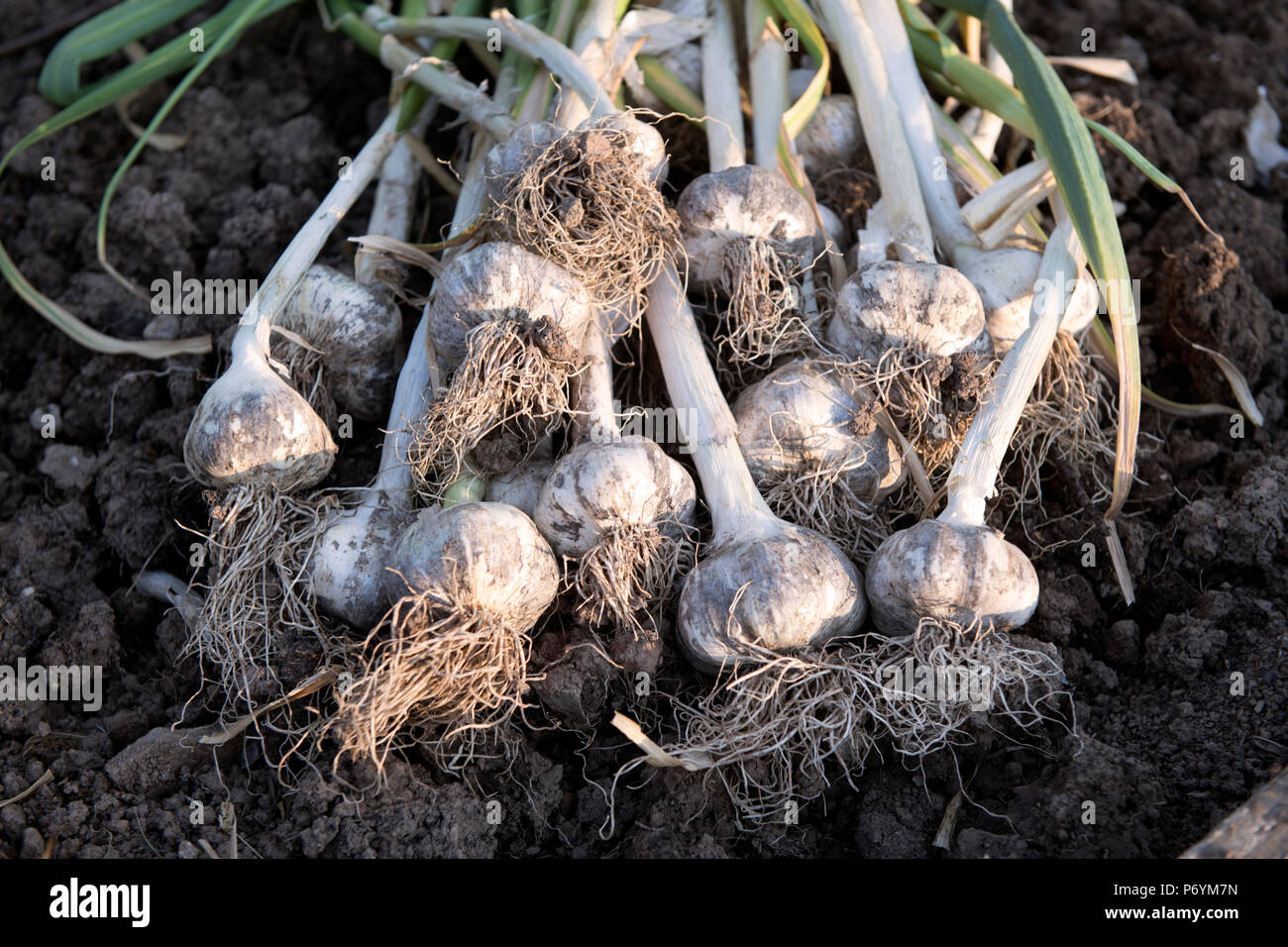 Garlic allotment hi-res stock photography and images - Alamy