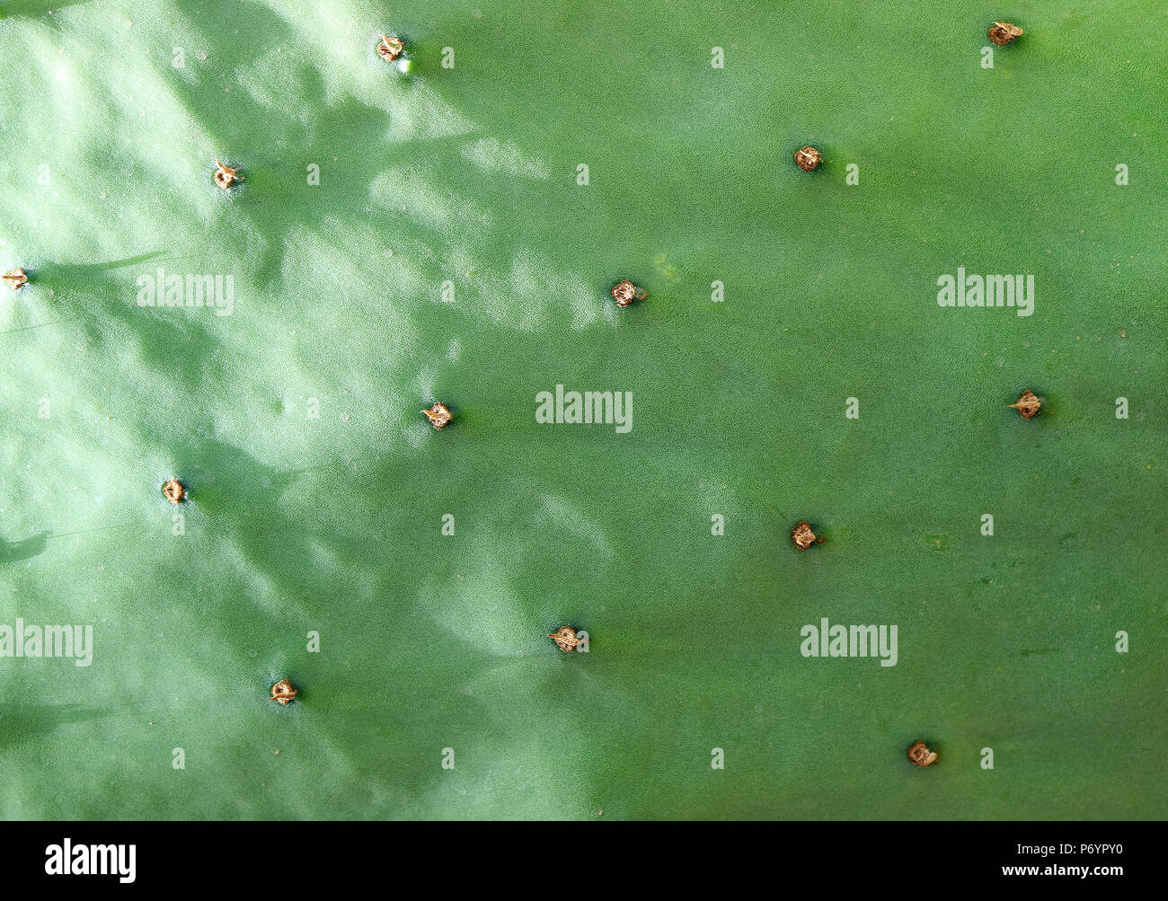 Closed up green cactus texture and pattern, desert plants at northern ...