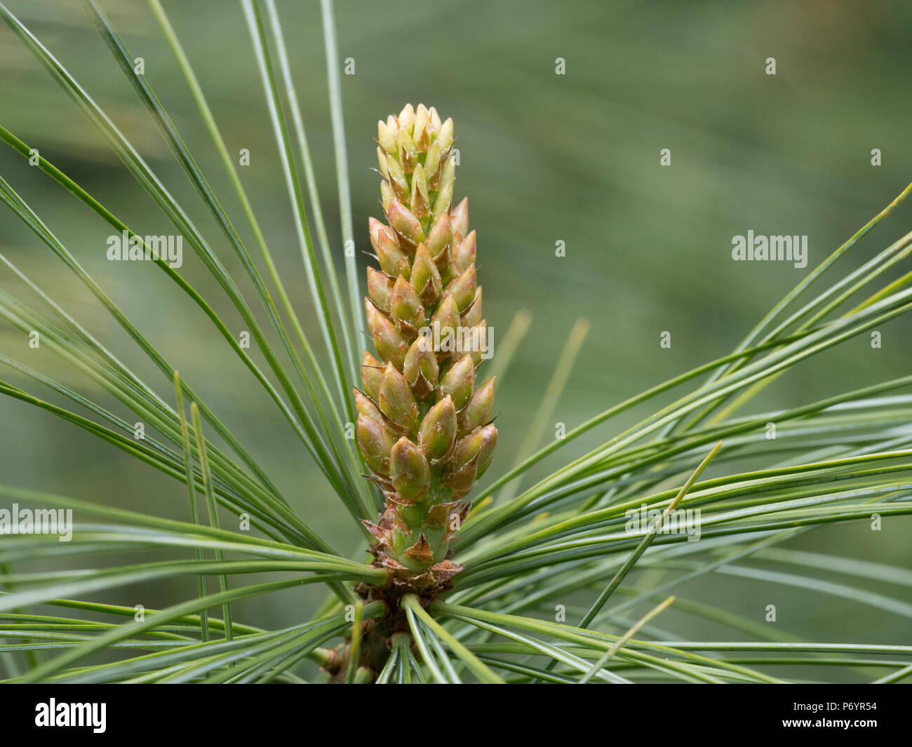 Bhutan Pine, Pinus wallichiana, close-up of young shoot Stock Photo - Alamy