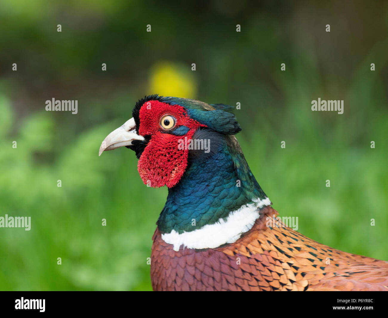 Pheasant, Phasianus colchicus, portrait of single adult male ...