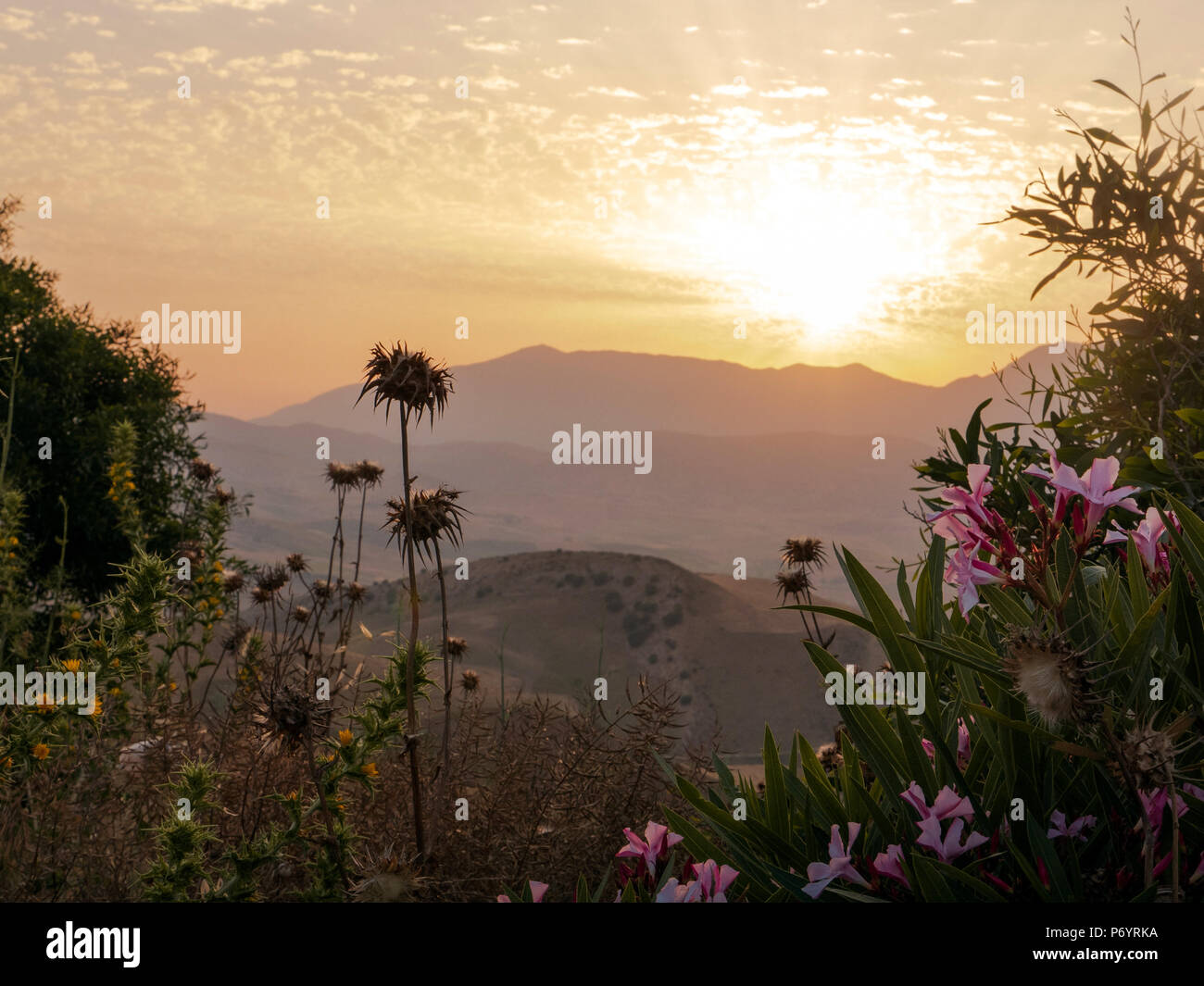 Golden thistle hi-res stock photography and images - Alamy