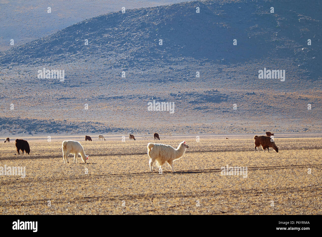 Many Llamas High Resolution Stock Photography and Images - Alamy