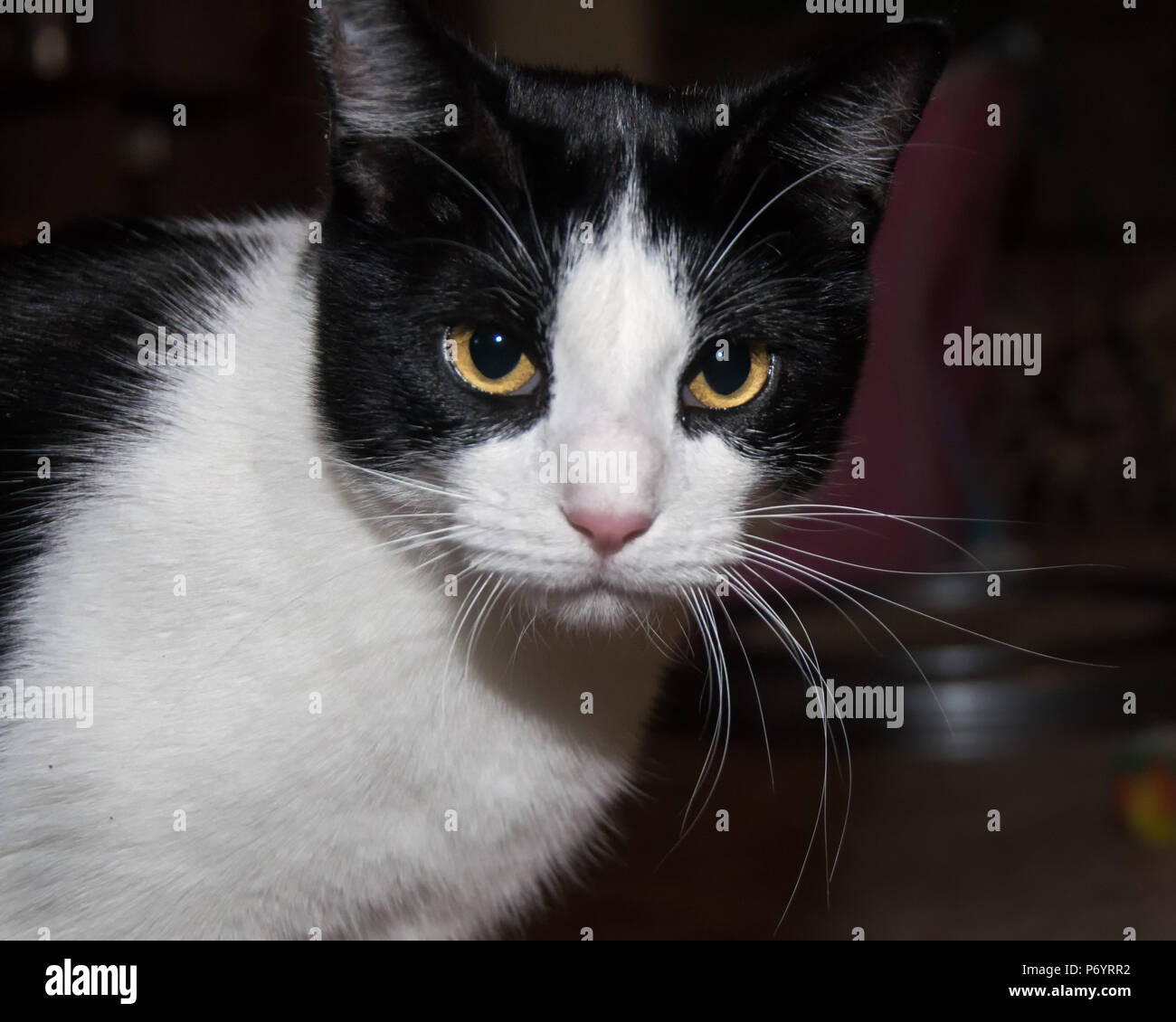 Serious look hi-res stock photography and images - Alamy