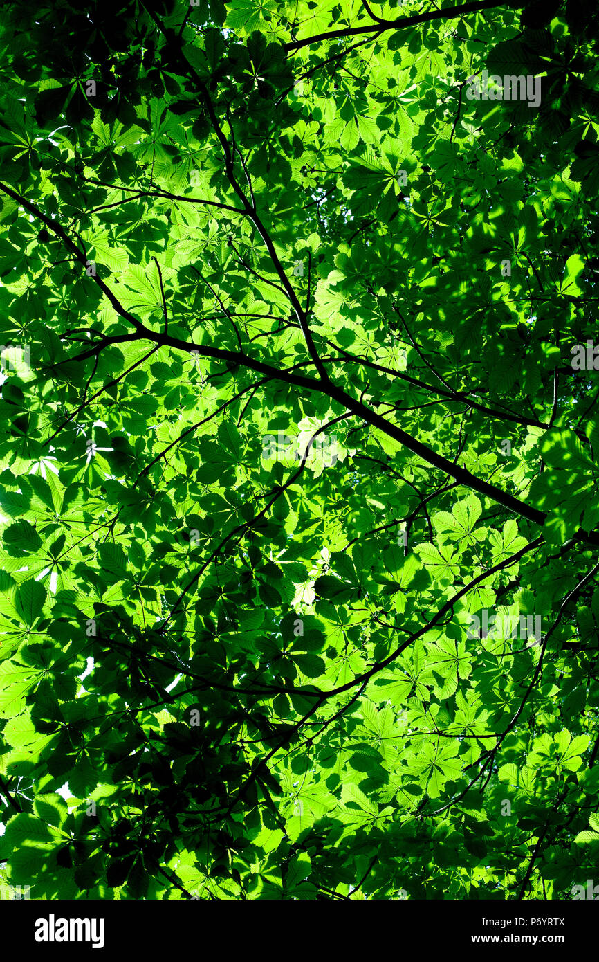 Sunlight passing through trees Stock Photo - Alamy Sunlight passing through trees Stock Photo - Alamy