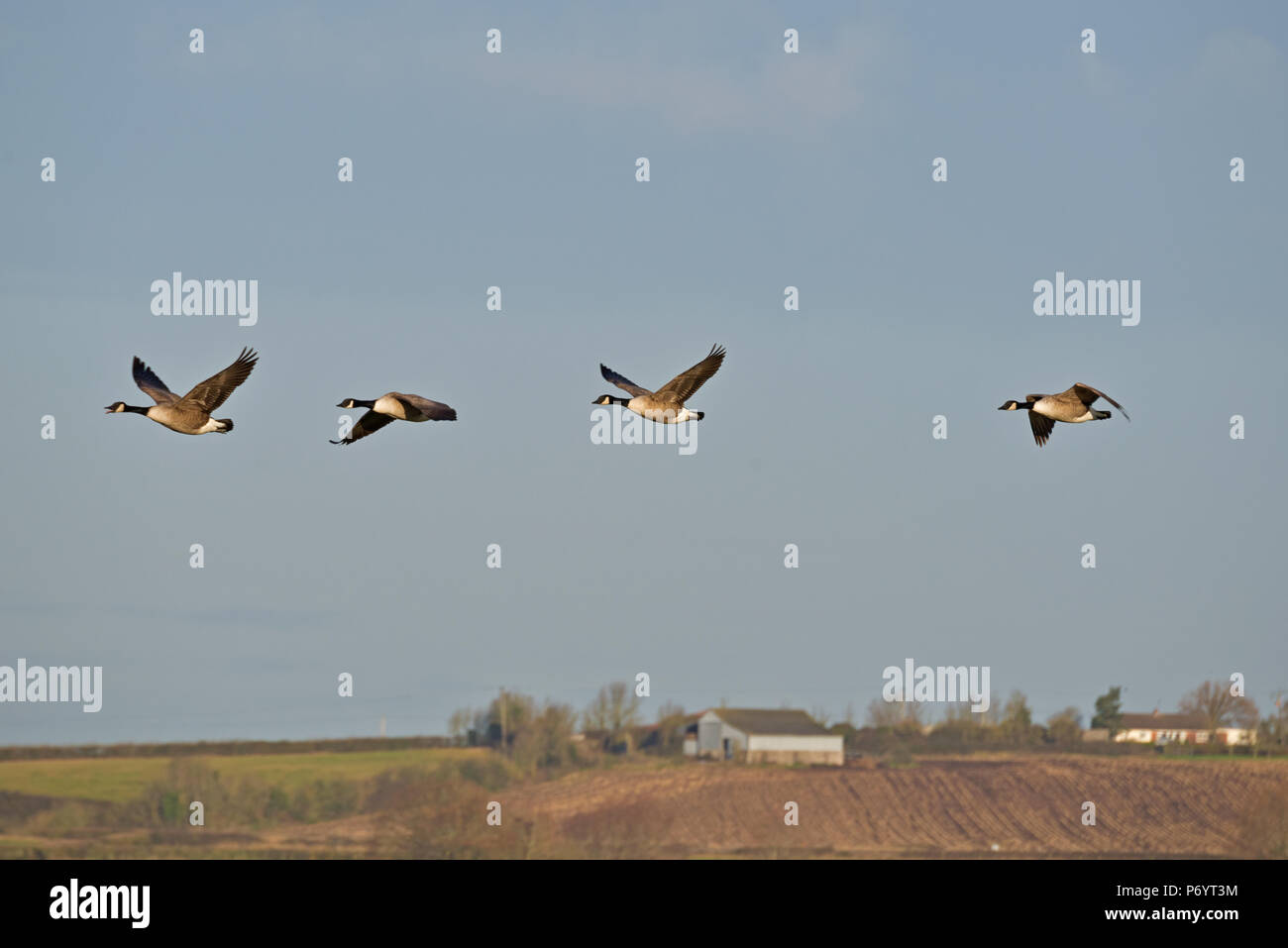 Birds in flight over PSPB Nature Reserve at West Sedge Moor on the ...