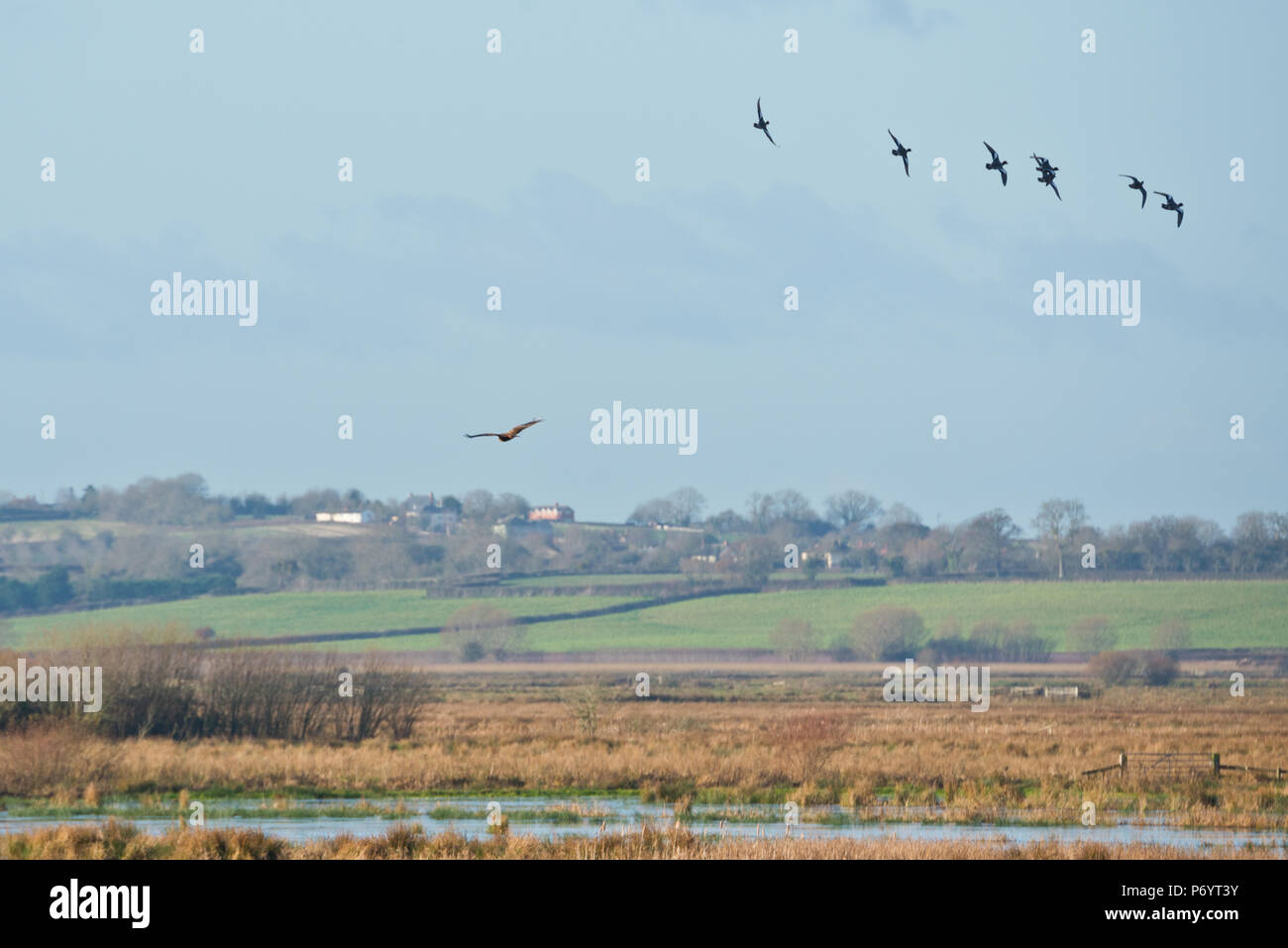 Big wetland duck watch hi-res stock photography and images - Alamy