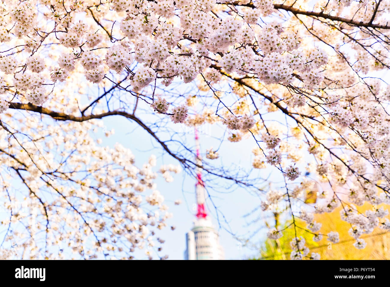 View of the cherry blossoms in spring in Seoul, South Korea Stock Photo ...