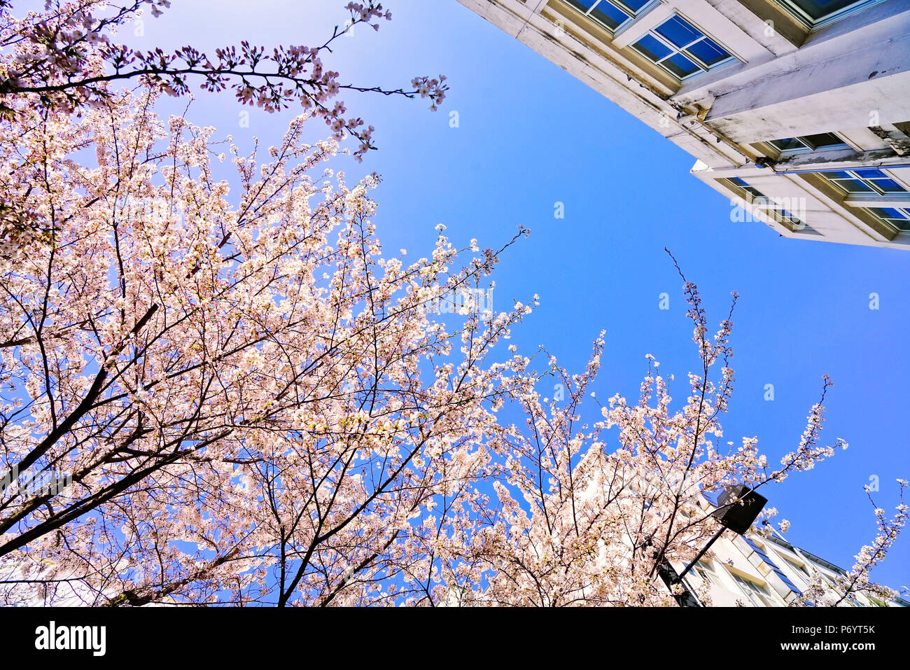 View seoul tower in spring hi-res stock photography and images - Alamy