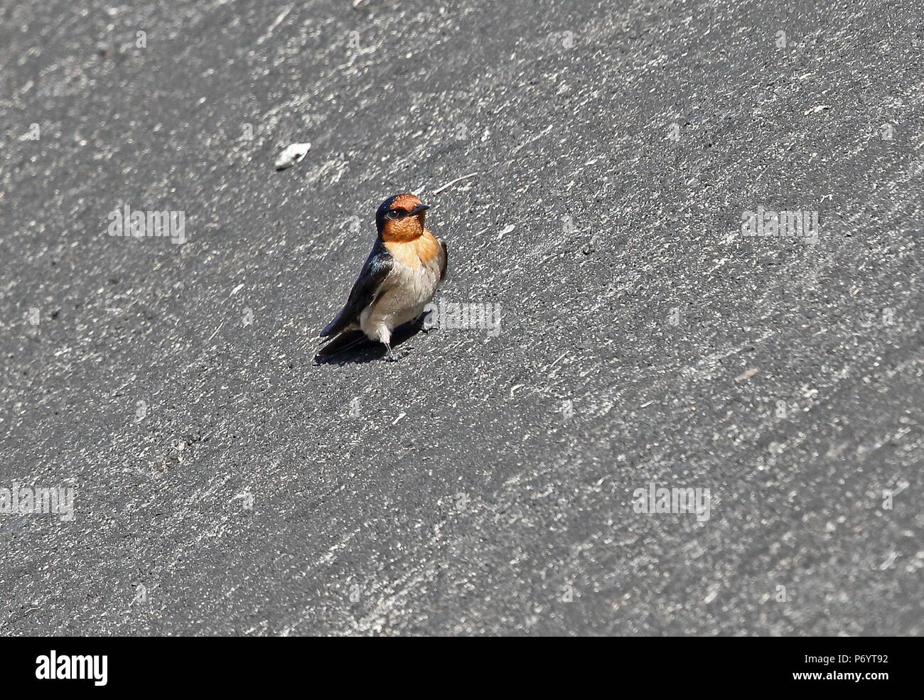 Asian swallow bird hi-res stock photography and images - Alamy