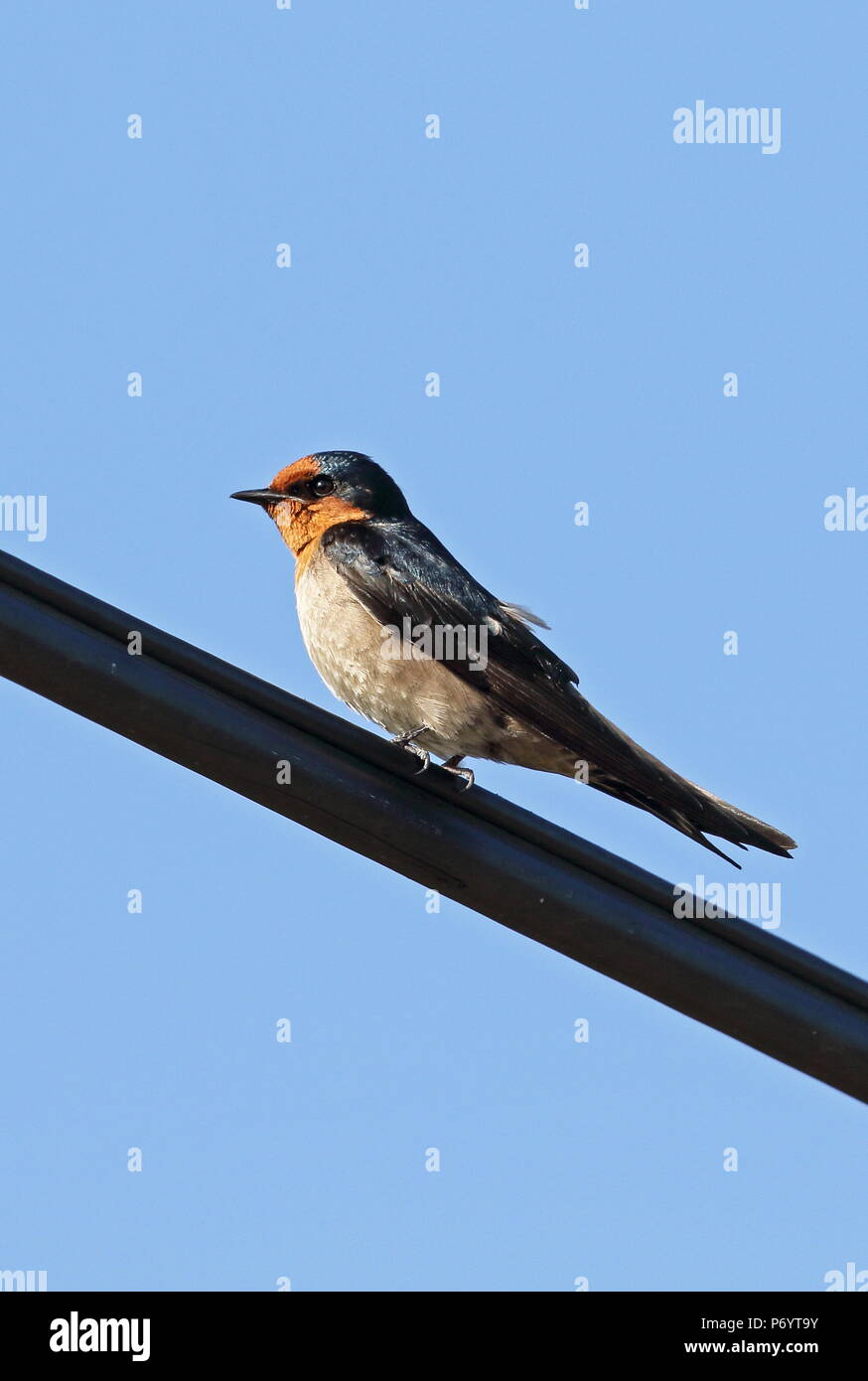 Asian swallow bird hi-res stock photography and images - Alamy