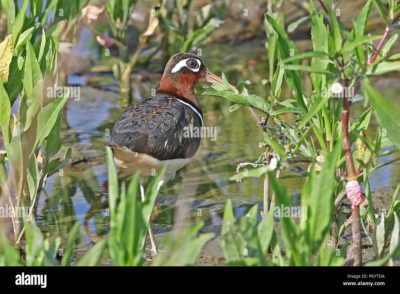 Greater Painted-snipe (Rostratula benghalensis) female in damp ...