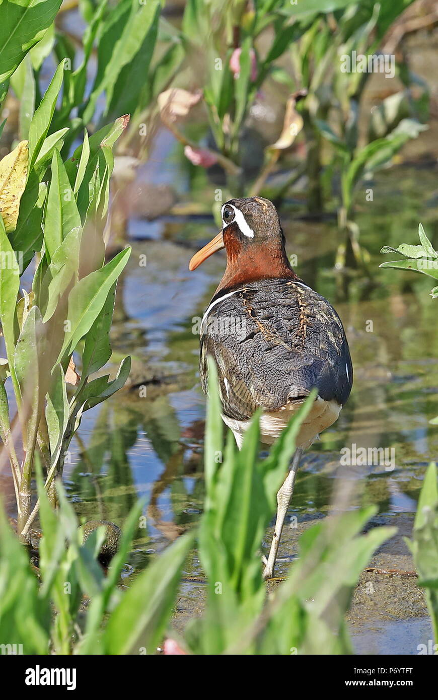 Greater Painted-snipe (Rostratula benghalensis) female in damp ...